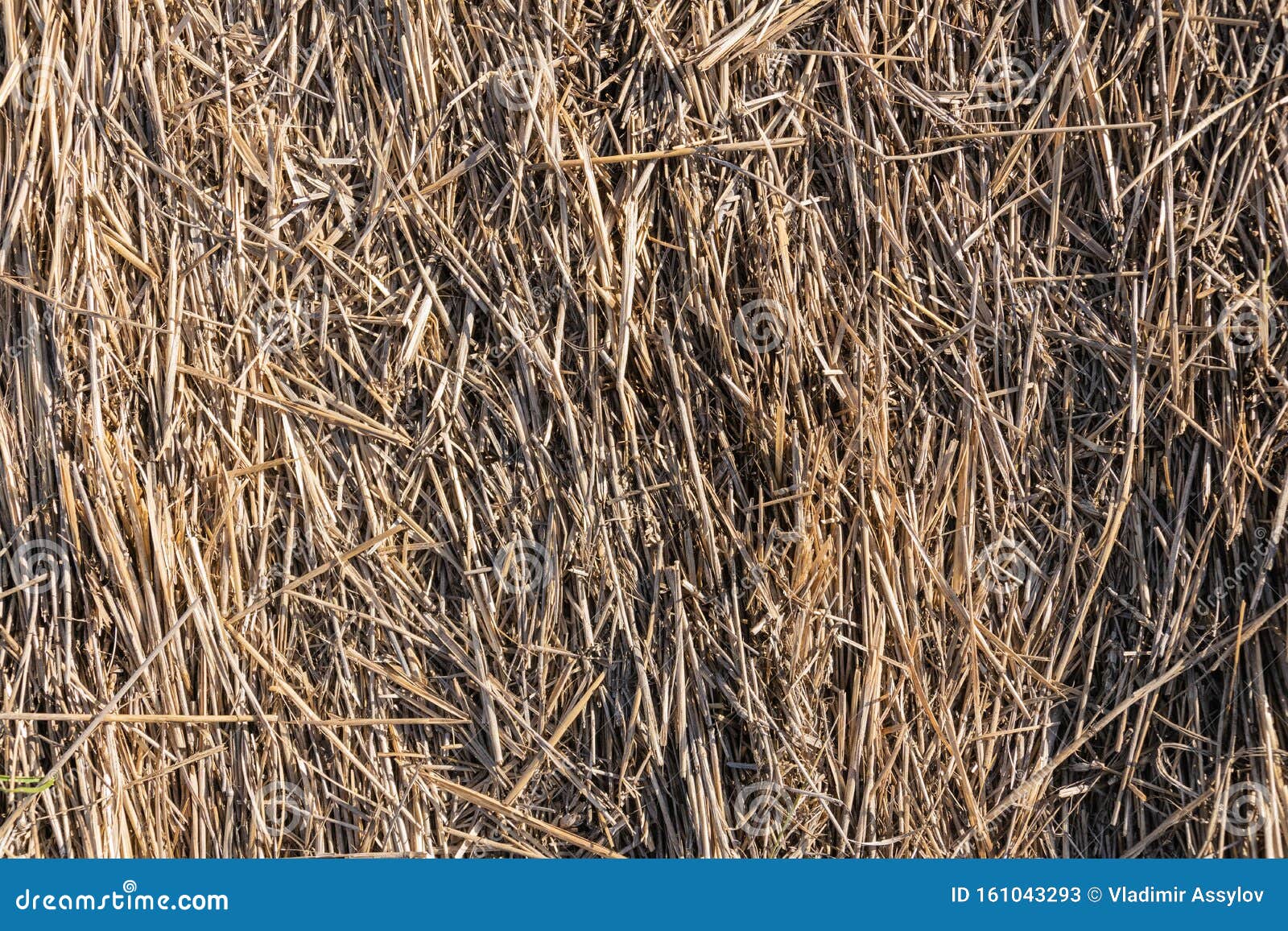 Straw. Stalks of Cereals Remaining after Threshing. Stock Image - Image ...