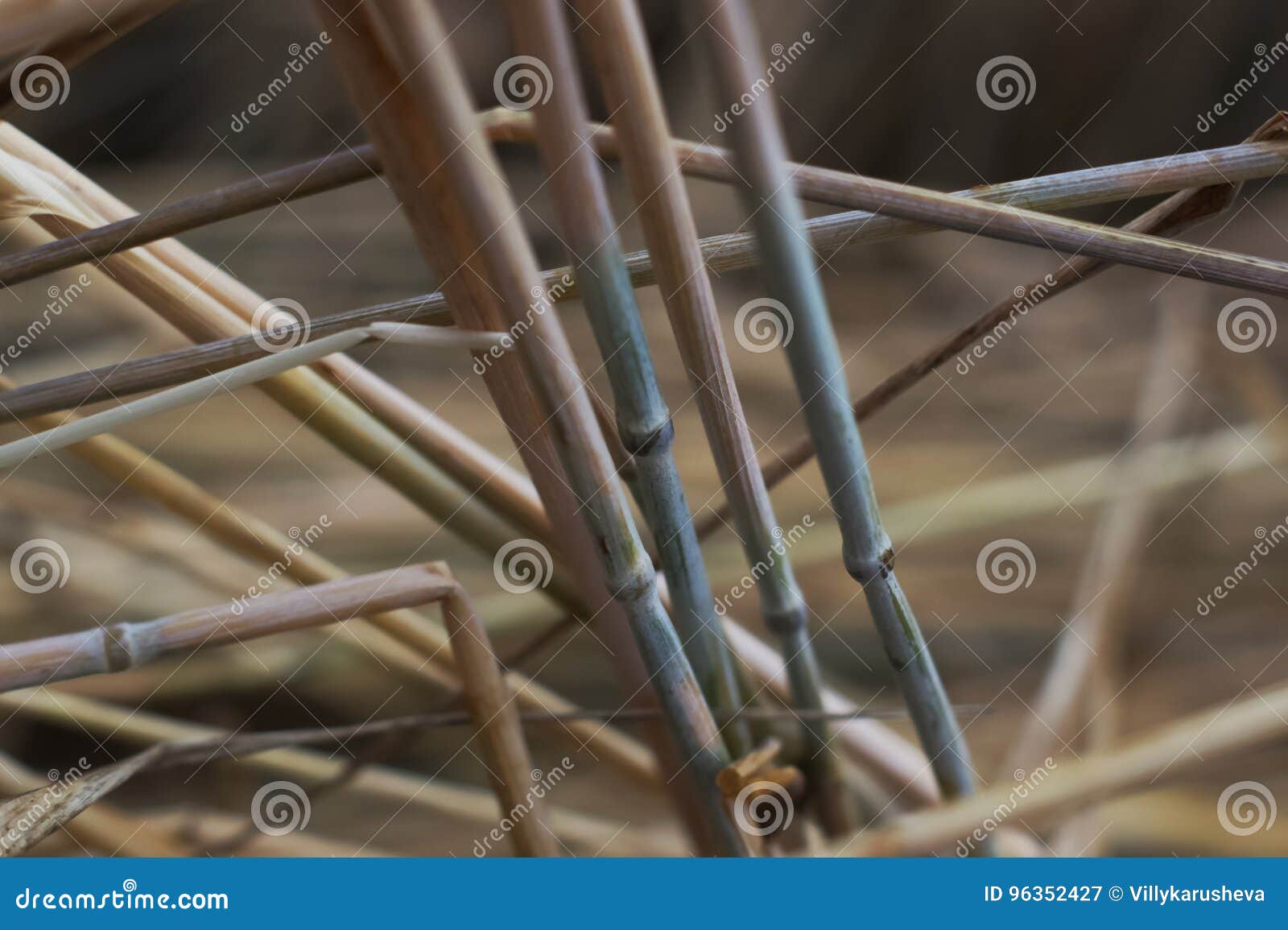 Straw stalks. stock image. Image of grain, plant, grass - 96352427