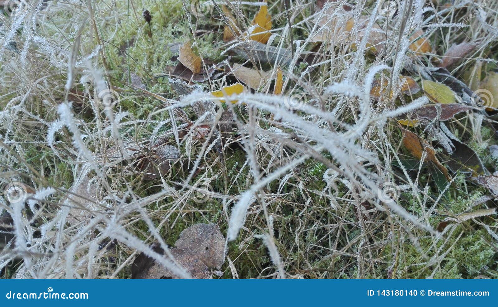 Straw stock photo. Image of grass, nature, straw, forest - 143180140