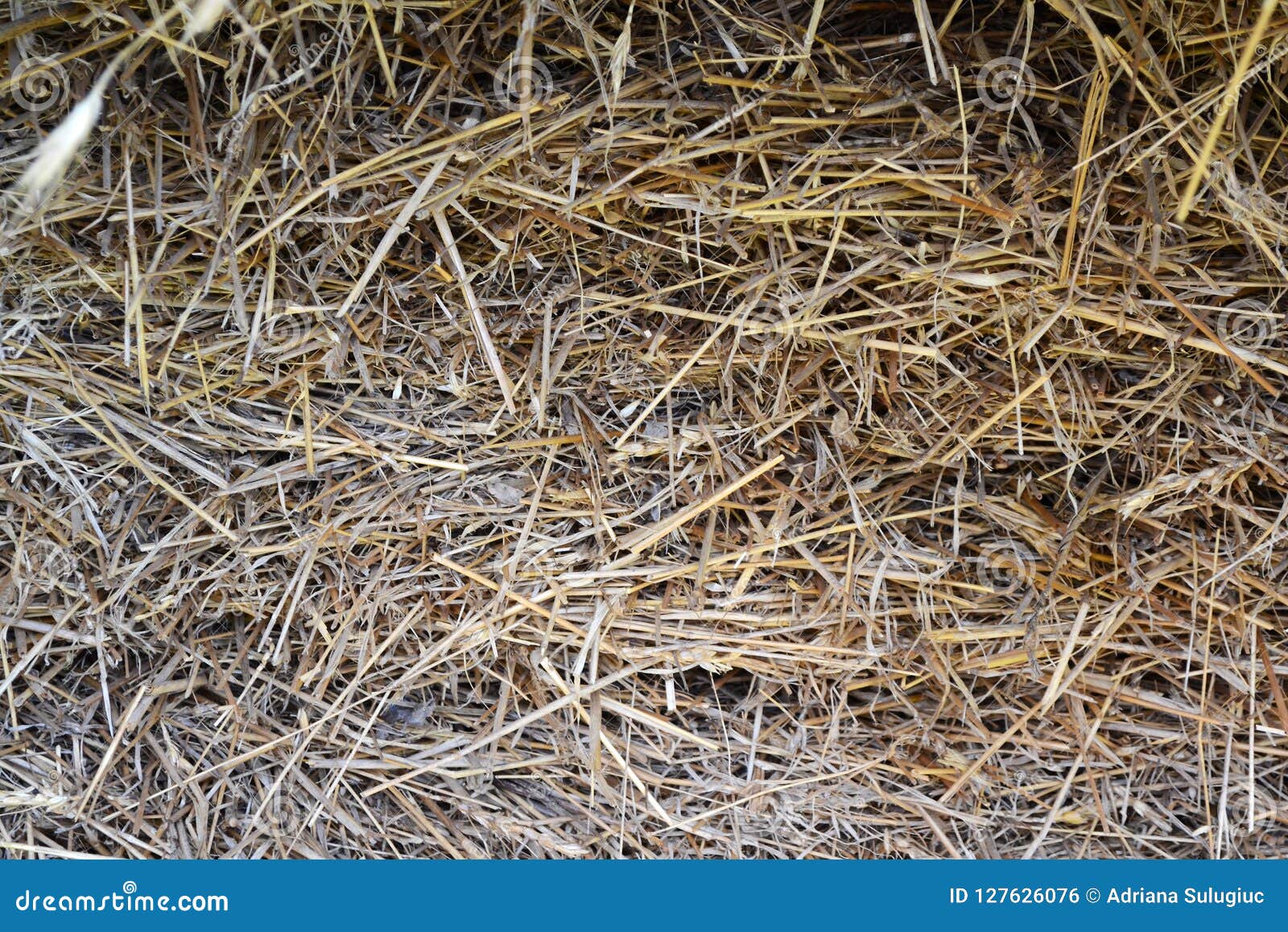 Straw stock photo. Image of cereals, dried, retro, nature - 127626076