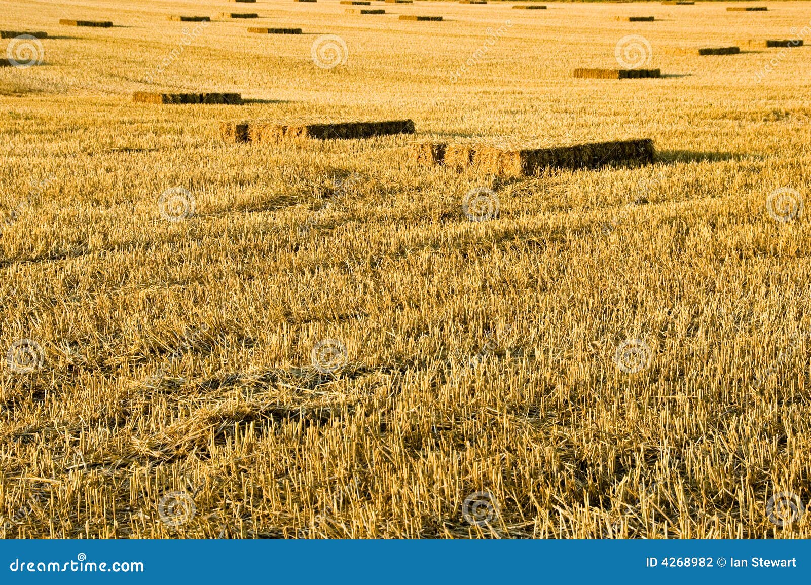 Straw Stubble Crop Harvest stock photo. Image of time - 4268982
