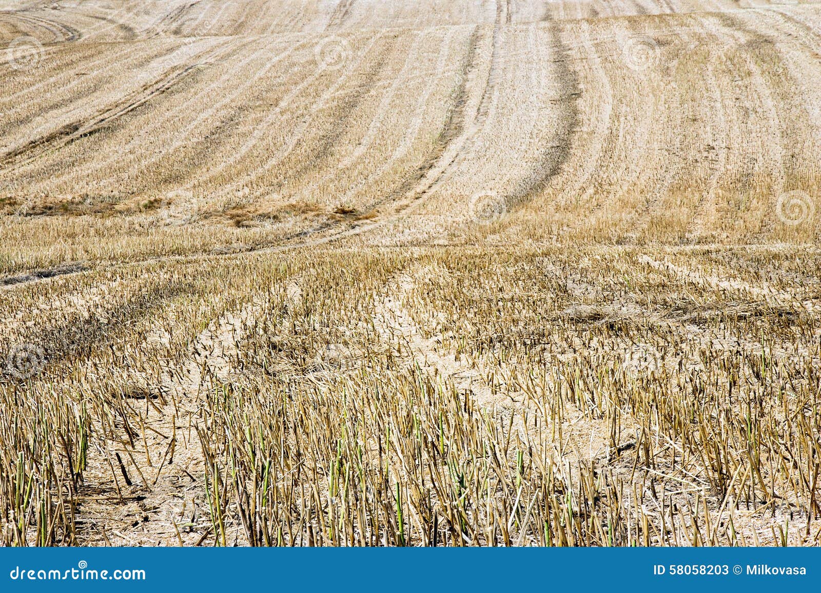 Straw Stubble on Farm Field Stock Image - Image of harvest, bristle ...
