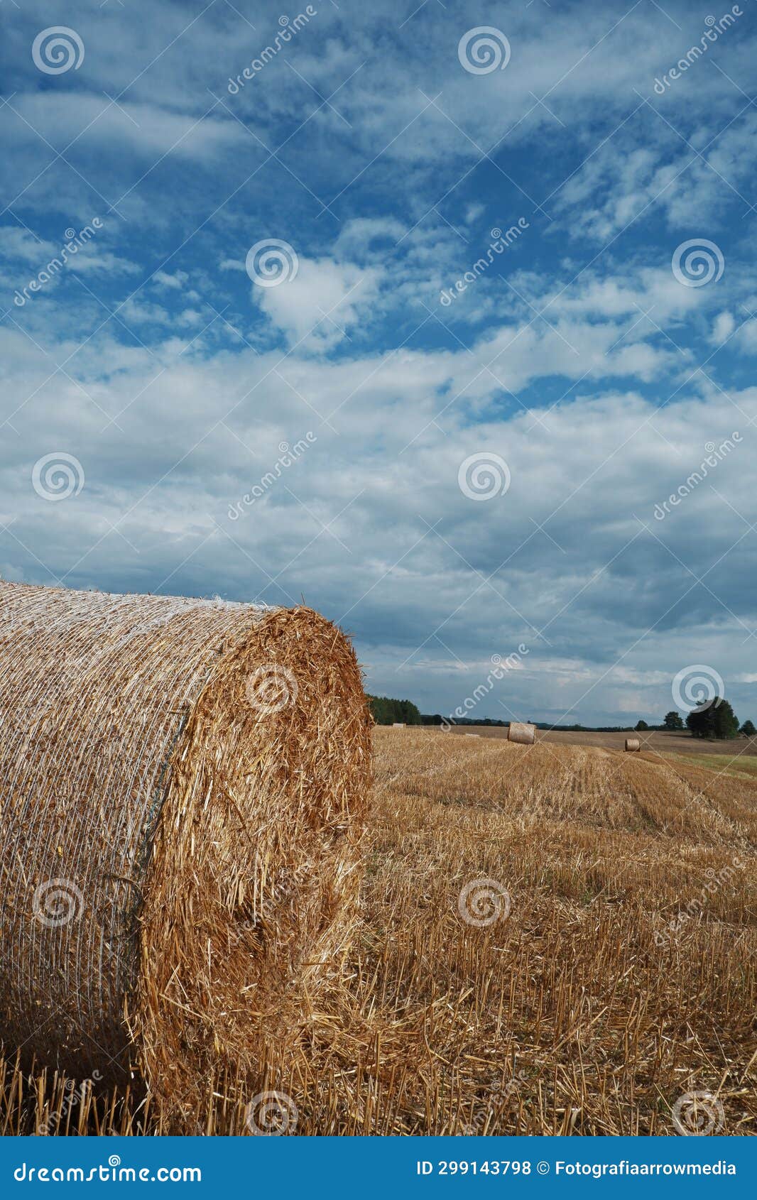 Straw stubble in the field stock photo. Image of food - 299143798