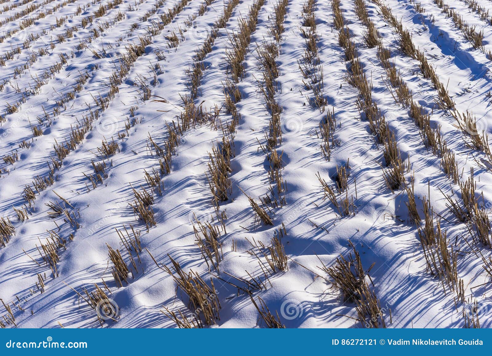 Straw stubble in winter stock image. Image of cropping - 86272121