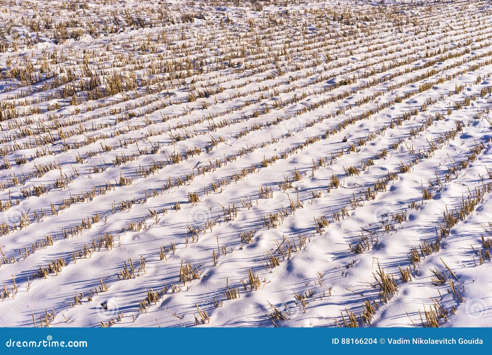 Straw stubble in winter stock photo. Image of farming - 88166204