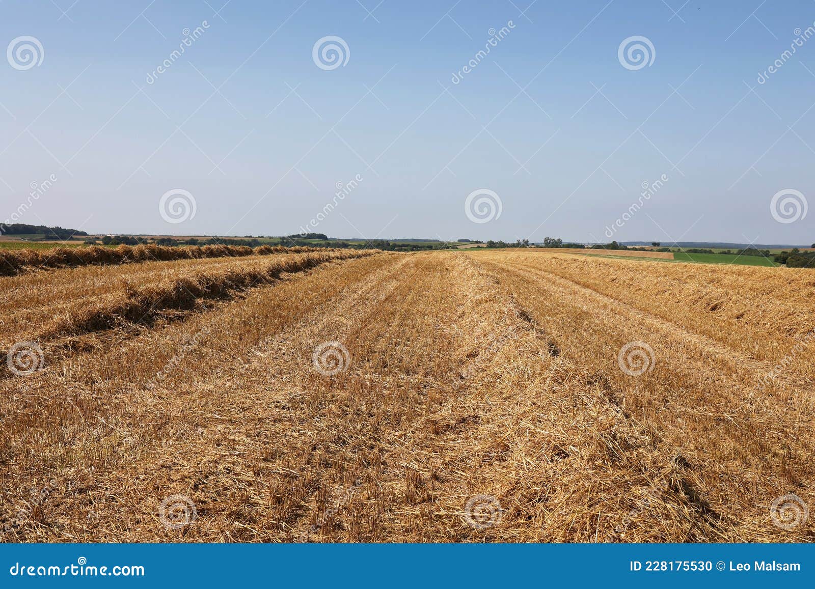 Straw Swaths in a Newly Mowed Field Stock Photo - Image of swath ...