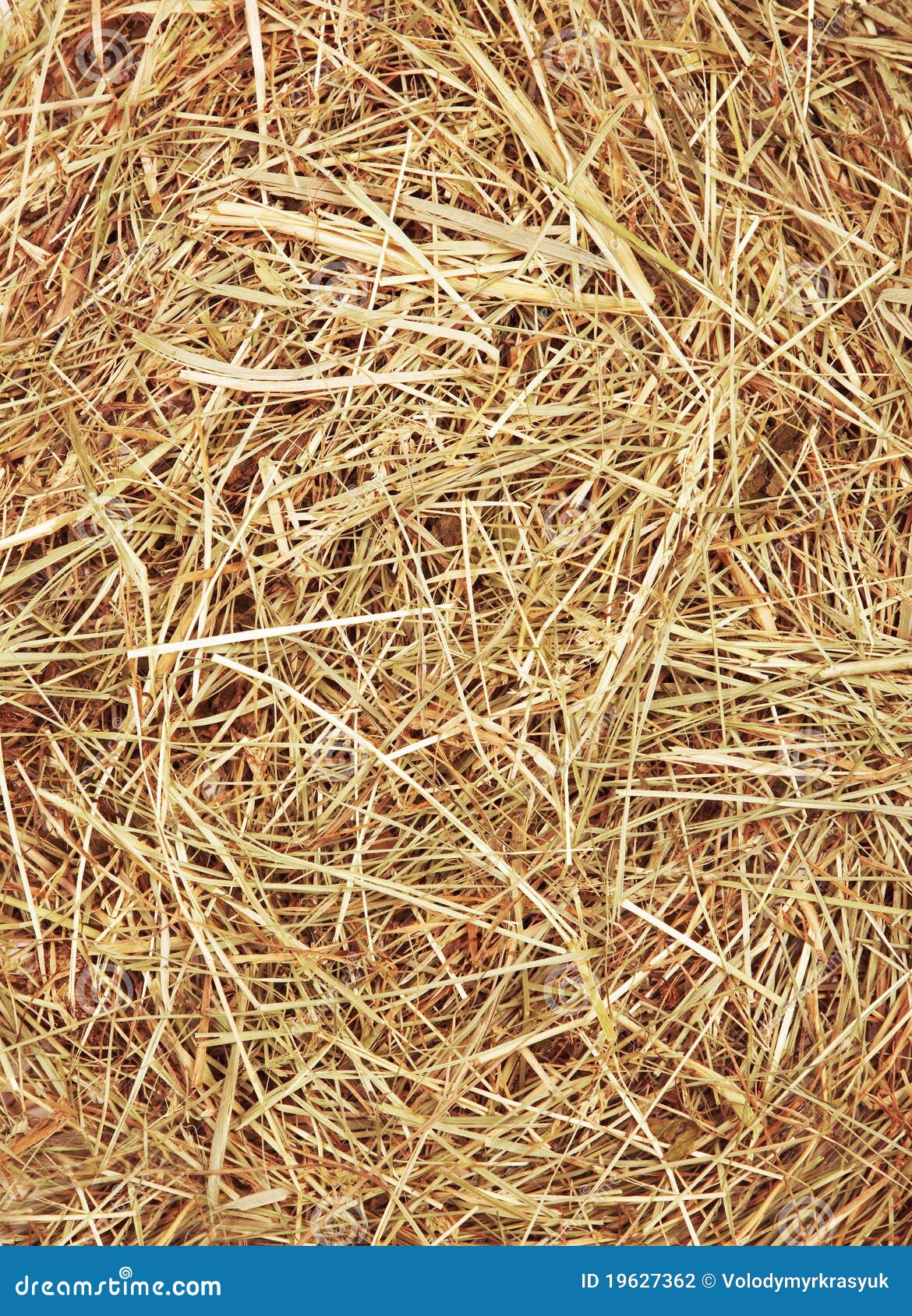 Straw Texture Stock Photo | CartoonDealer.com #19627362