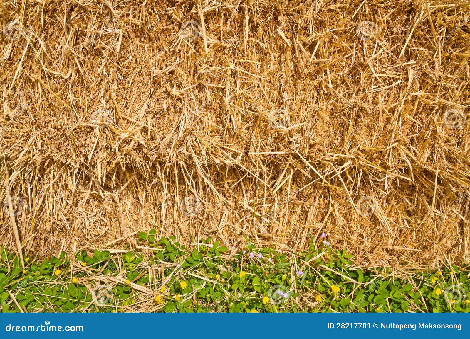 Straw texture stock image. Image of cereal, natural, field - 28217701
