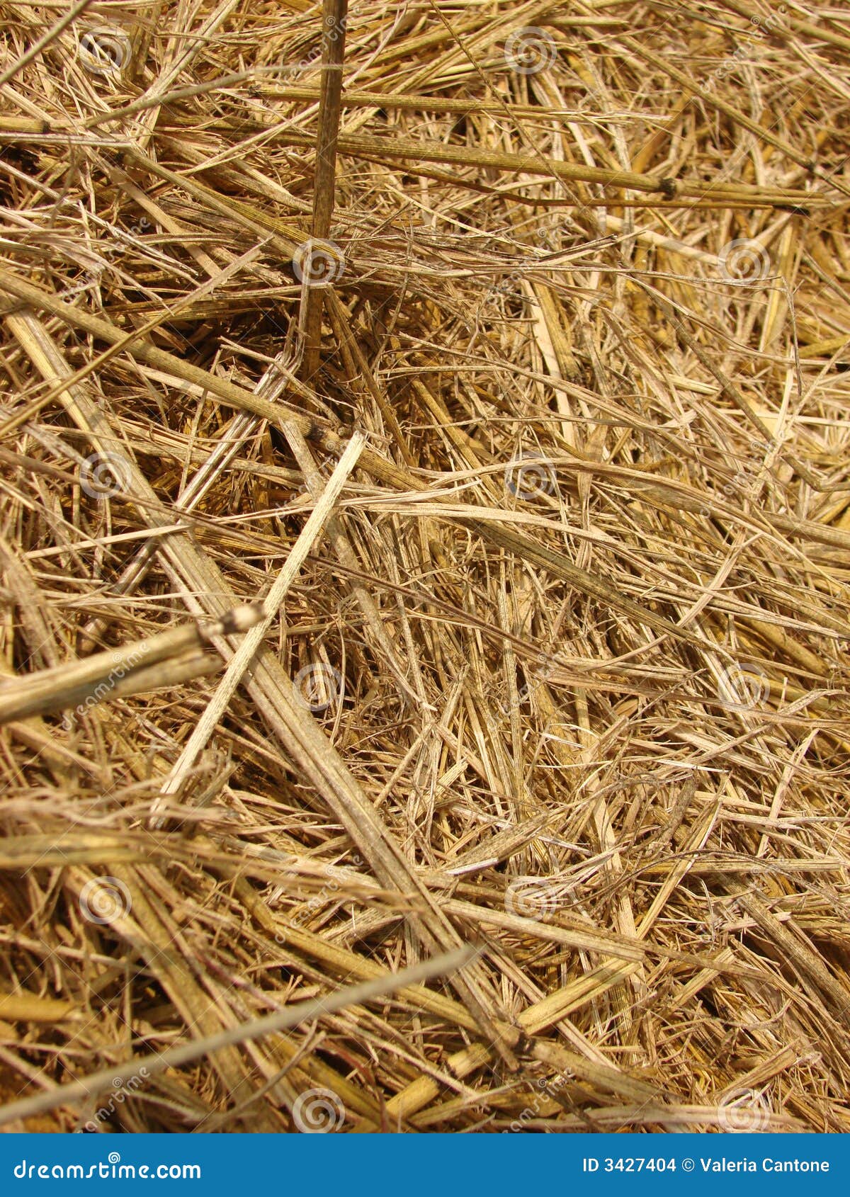 Straw texture stock photo. Image of bales, straw, field - 3427404