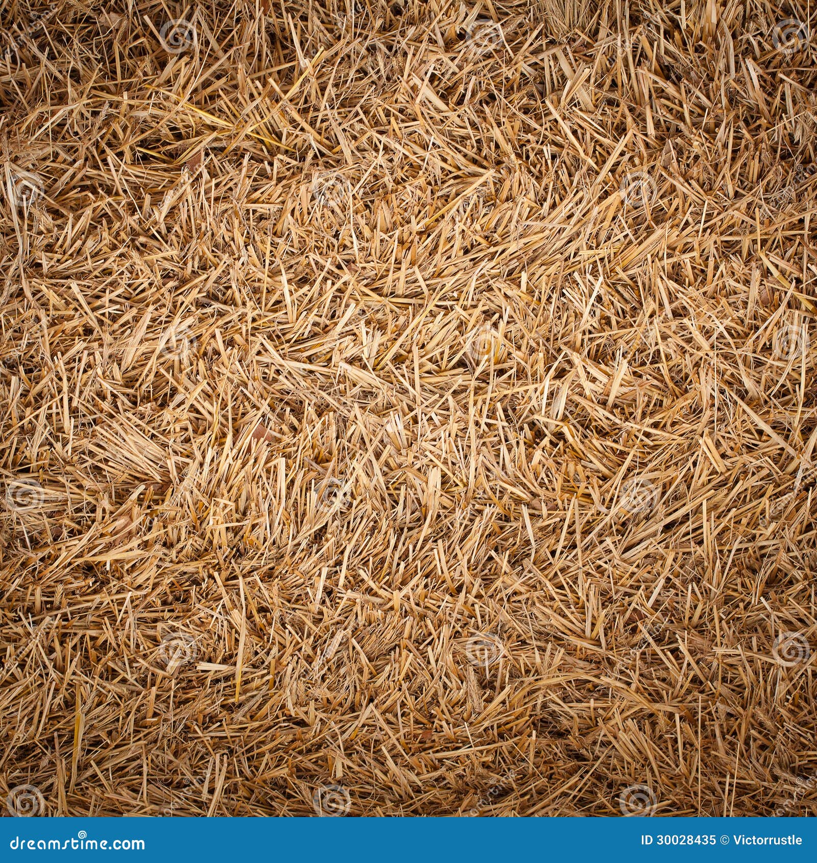 Straw texture stock image. Image of bale, ground, sprout - 30028435
