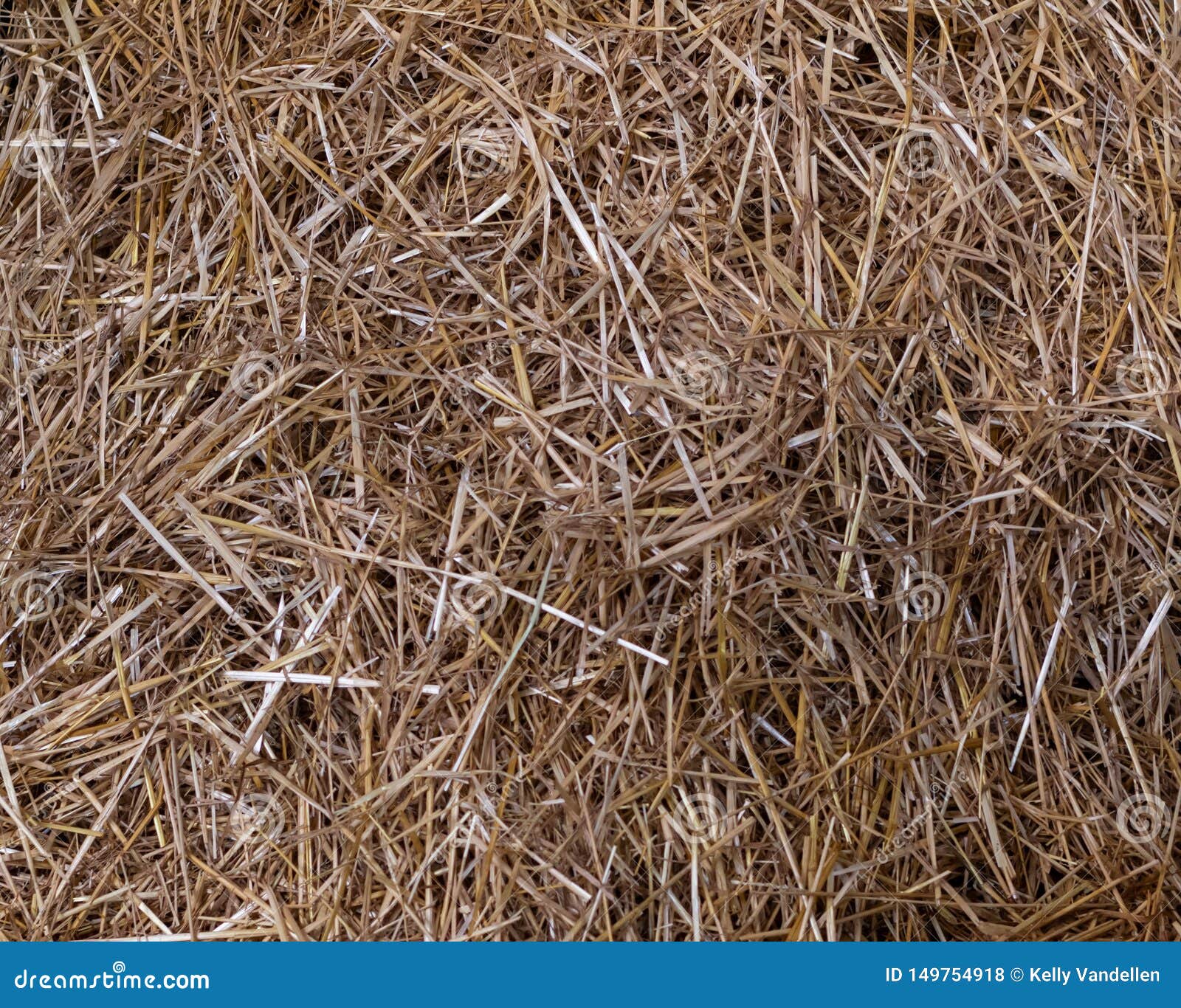 Straw Texture Spread Out Across Barn Floor Stock Photo - Image of stack ...