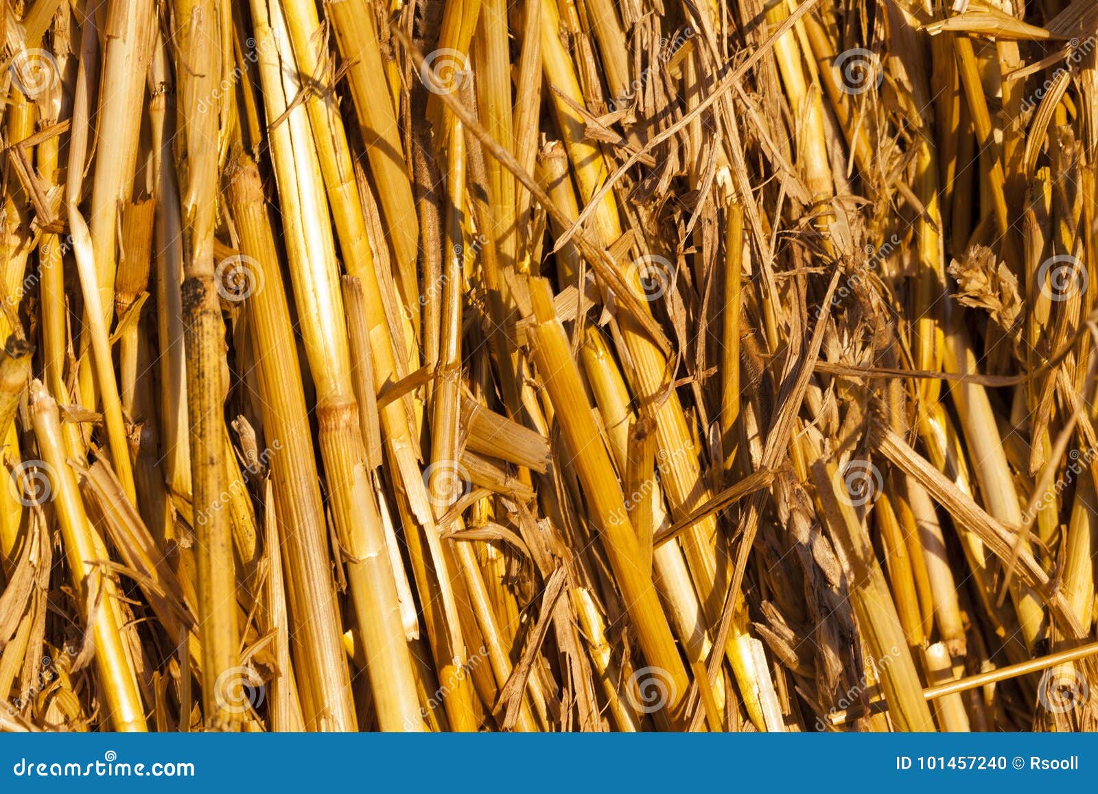 The Straw texture stock photo. Image of barley, field - 101457240