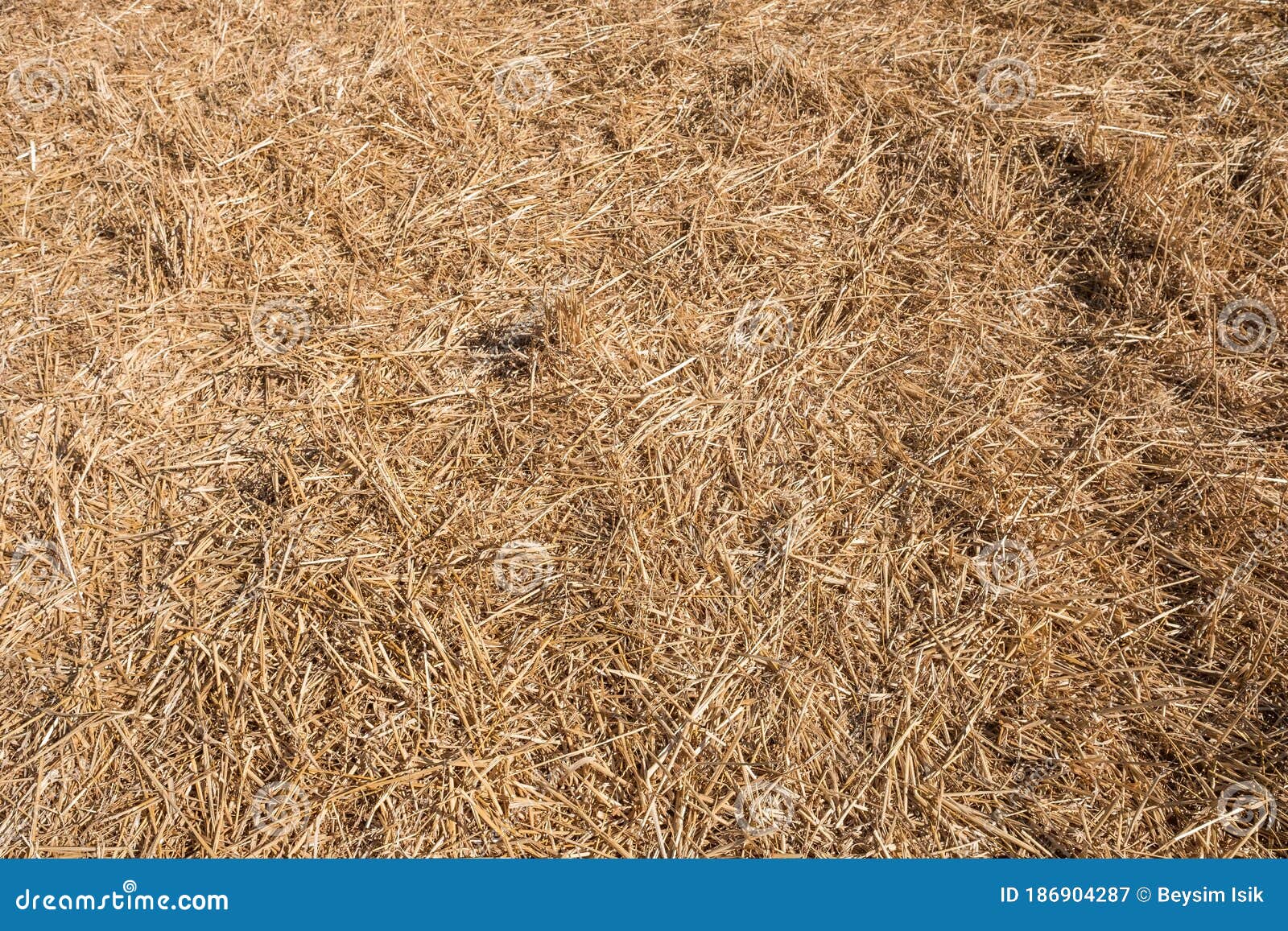 Straw textured ground stock image. Image of horizontal - 186904287
