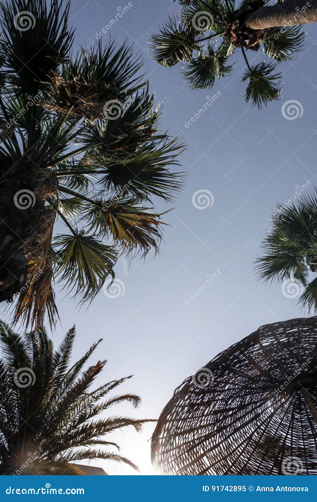 Straw Umbrella and Palm Tree Stock Image - Image of scenic, natural ...