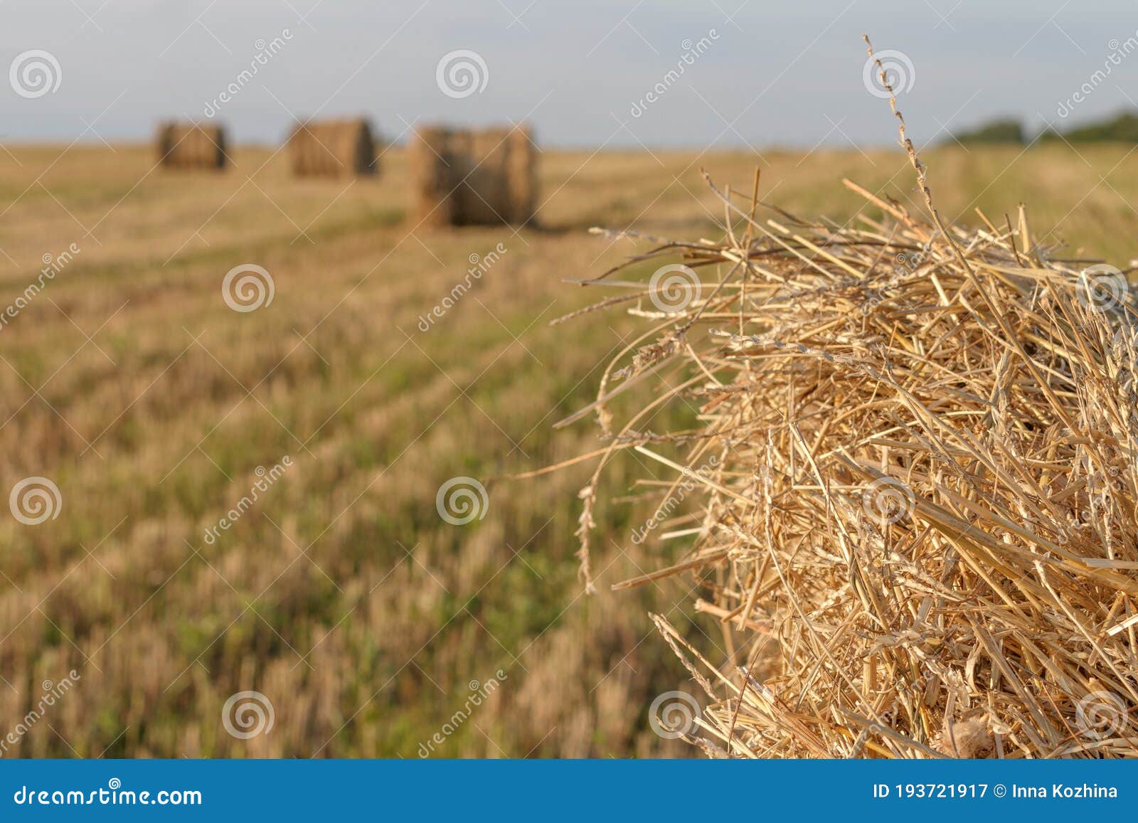 Straw View and a Field View with a Gold Yellow Rolls of Haystacks ...