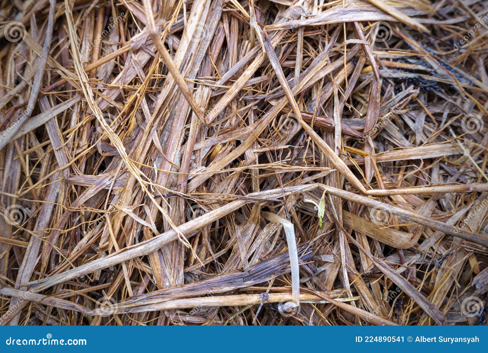 Straw, Wet Straw Background Texture, Vintage Style for Design Stock ...