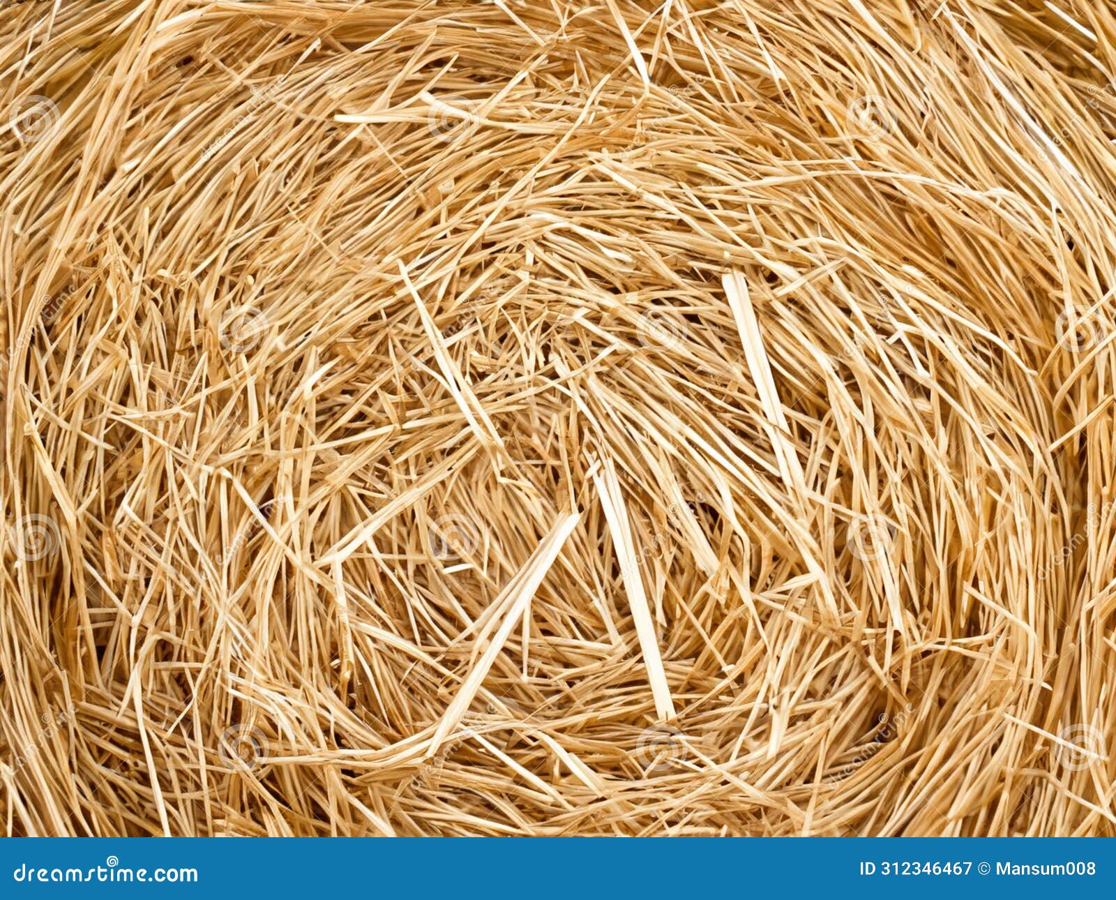 Straw on White Background, Abstract Background Stock Image - Image of ...