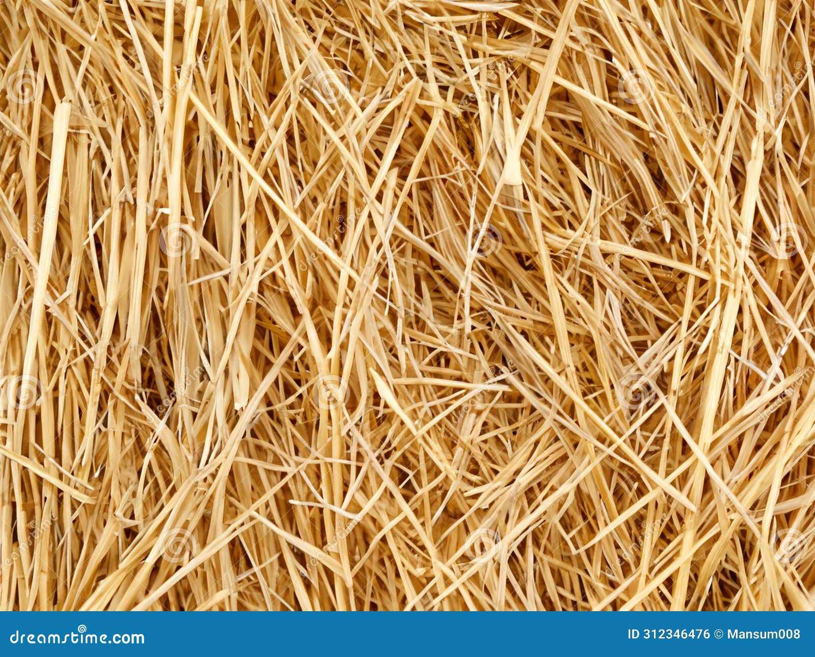 Straw on White Background, Abstract Background Stock Photo - Image of ...