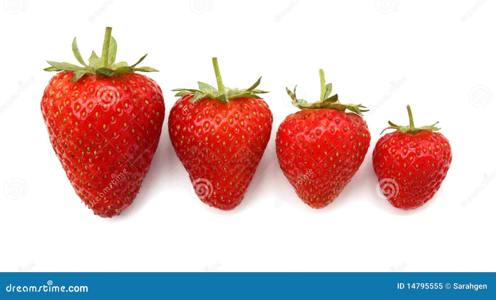 Strawberries stock image. Image of sizes, small, fresh - 14795555