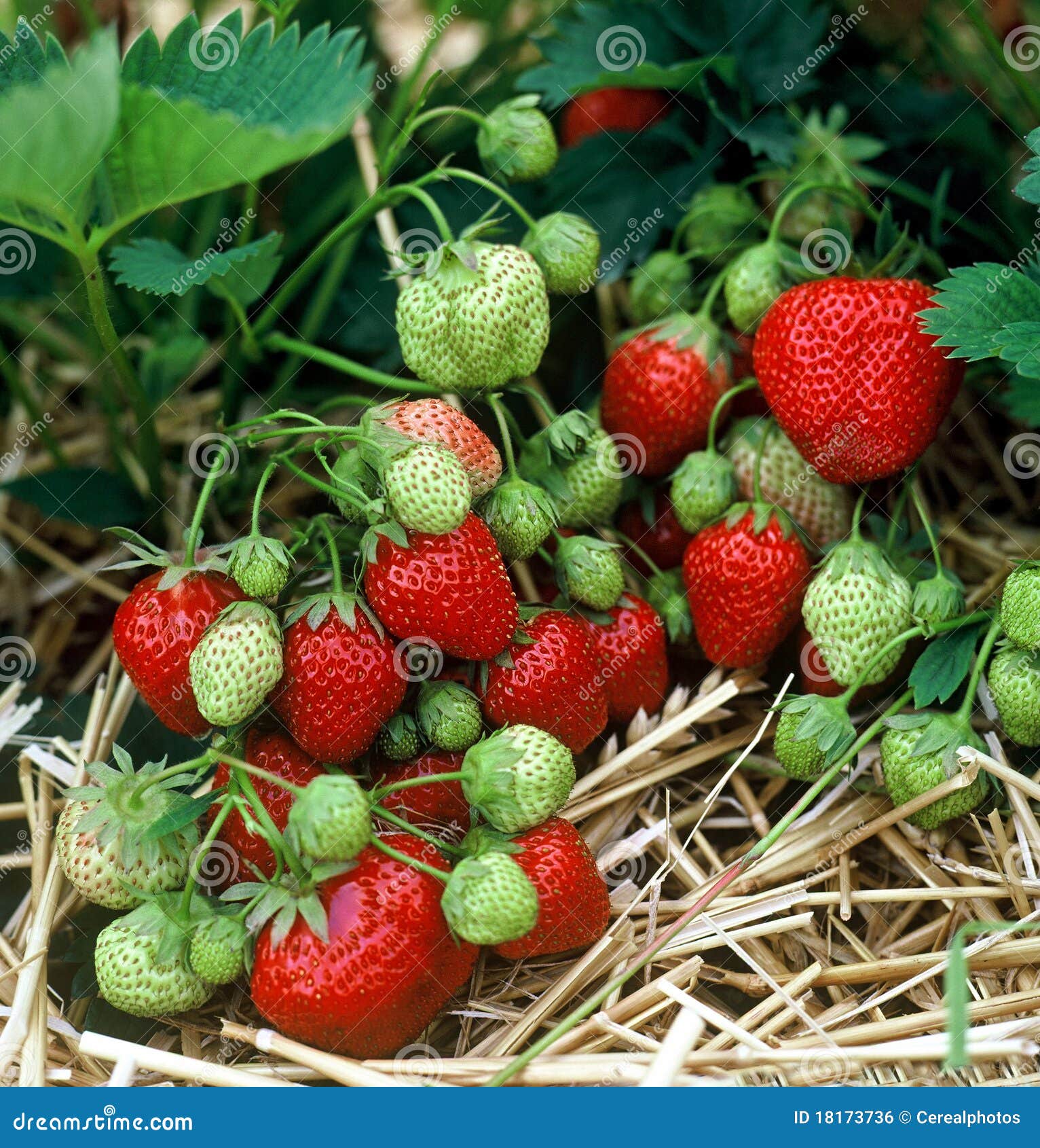 Strawberries stock photo. Image of field, berry, unripe - 18173736