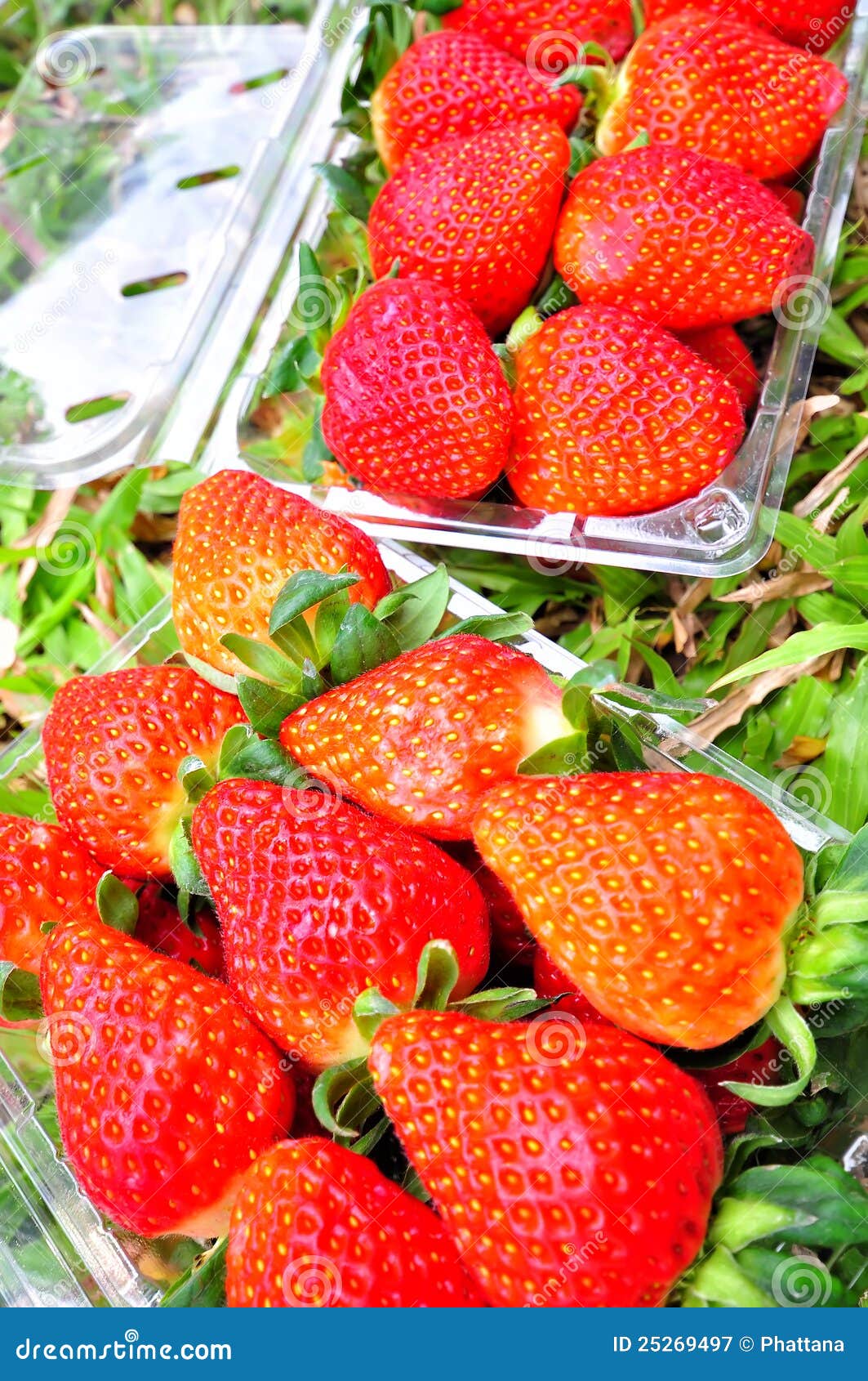 Strawberries stock image. Image of fresh, shiny, color - 25269497