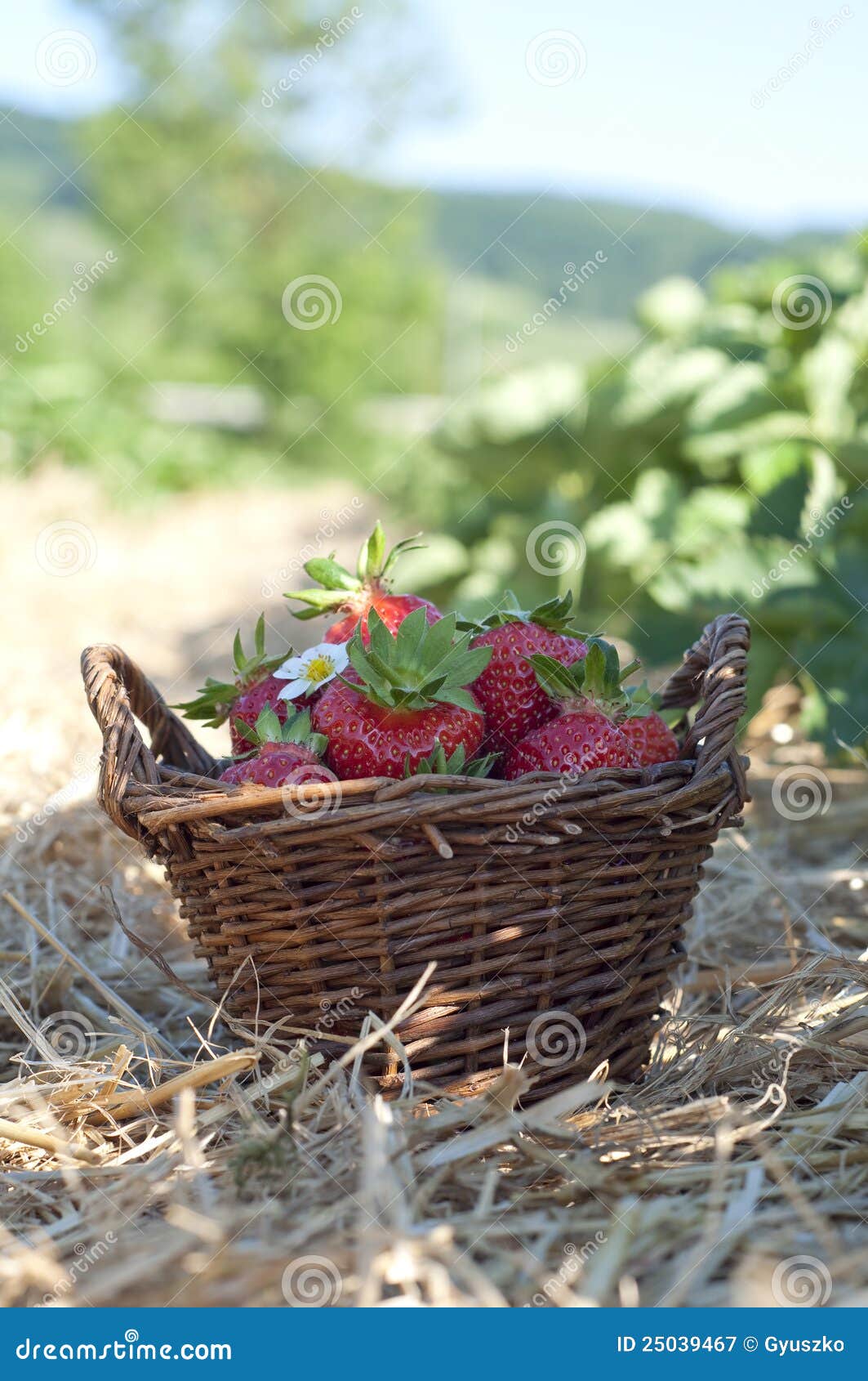 Strawberries in the basket stock image. Image of harvest - 25039467