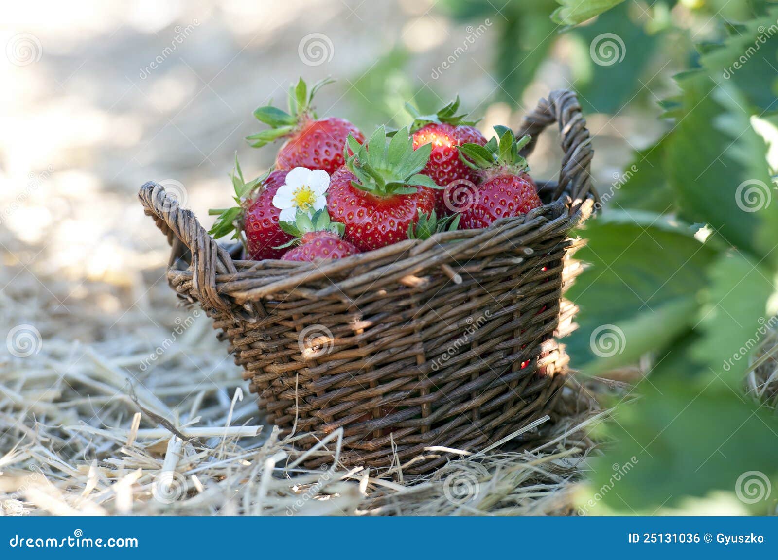 Strawberries in the basket stock photo. Image of differential - 25131036