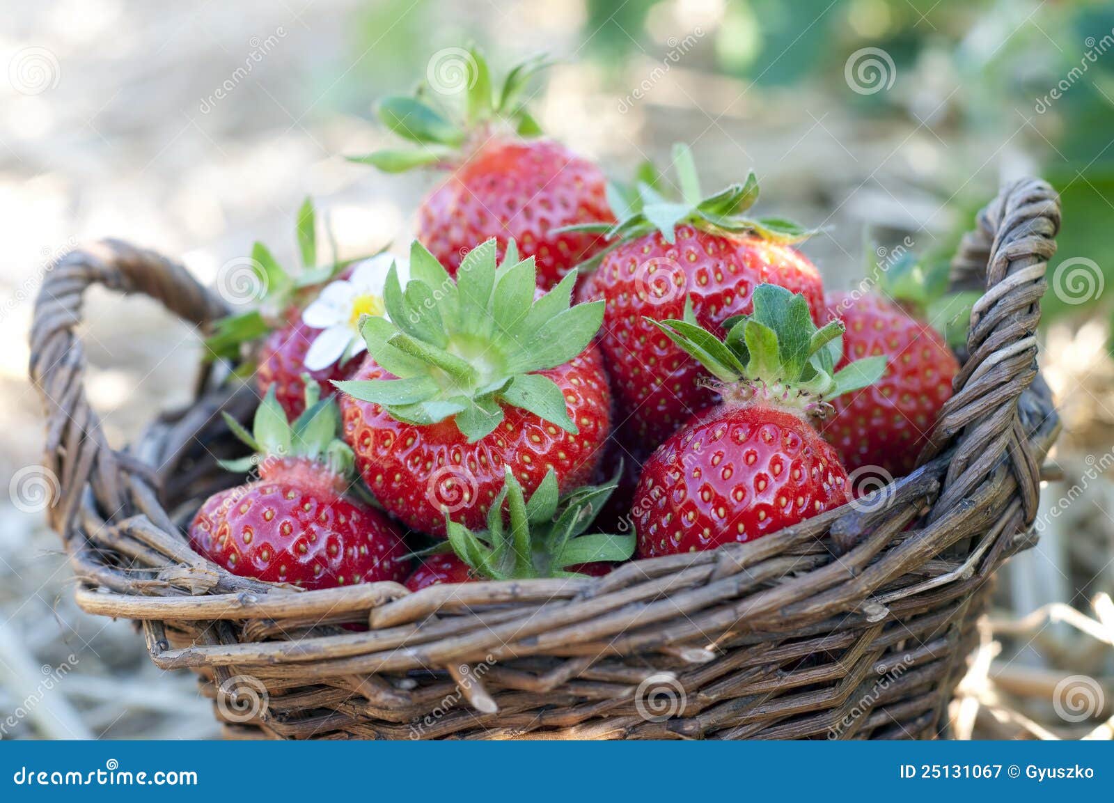 Strawberries in the basket stock image. Image of eating - 25131067