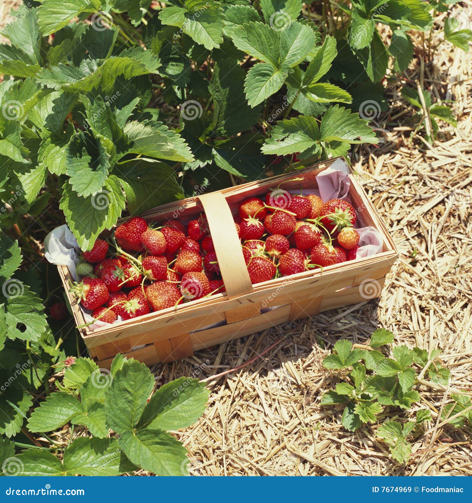 Strawberries in a basket stock image. Image of crop, 144566 - 7674969