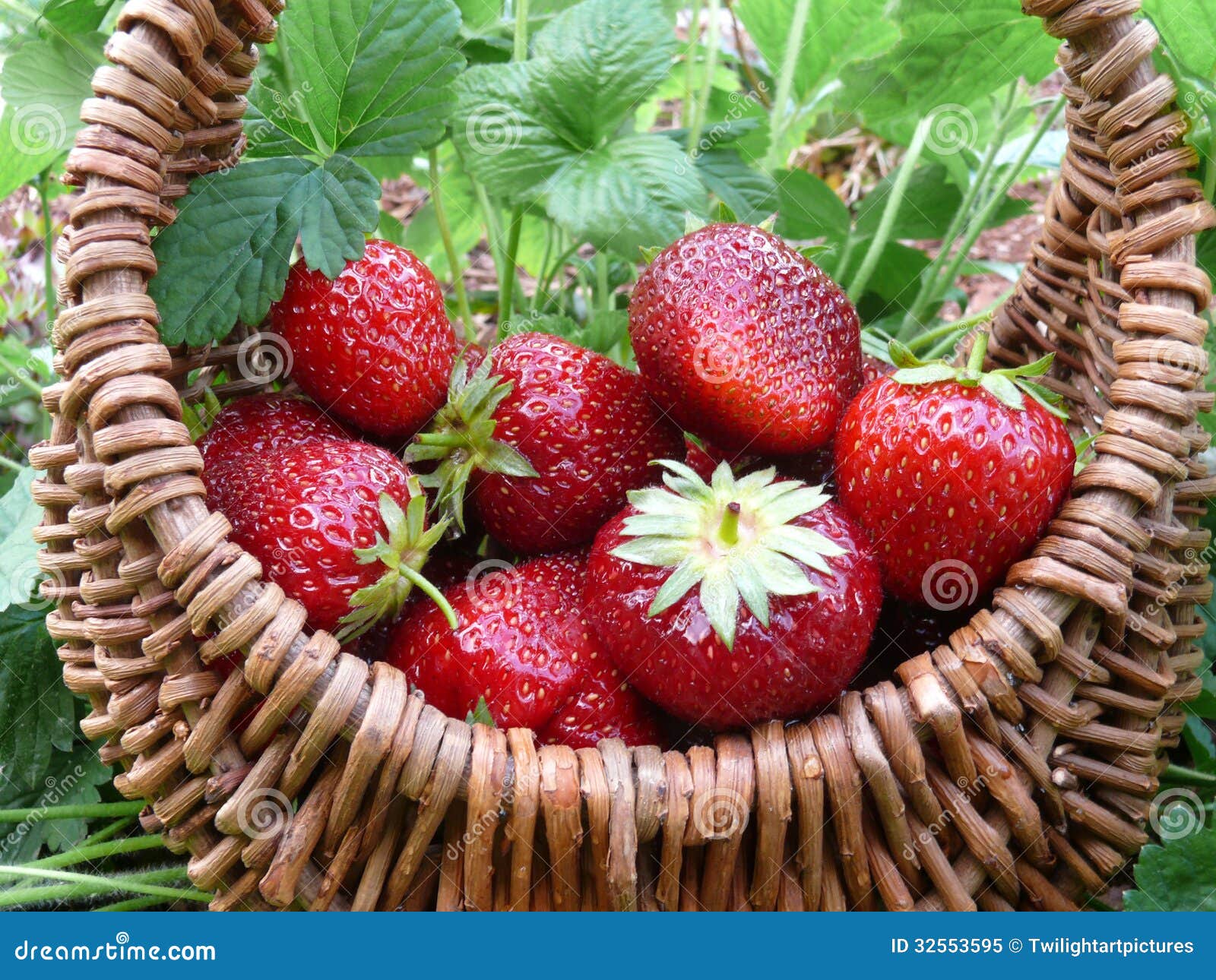 Strawberries in a basket stock image. Image of harvest - 32553595