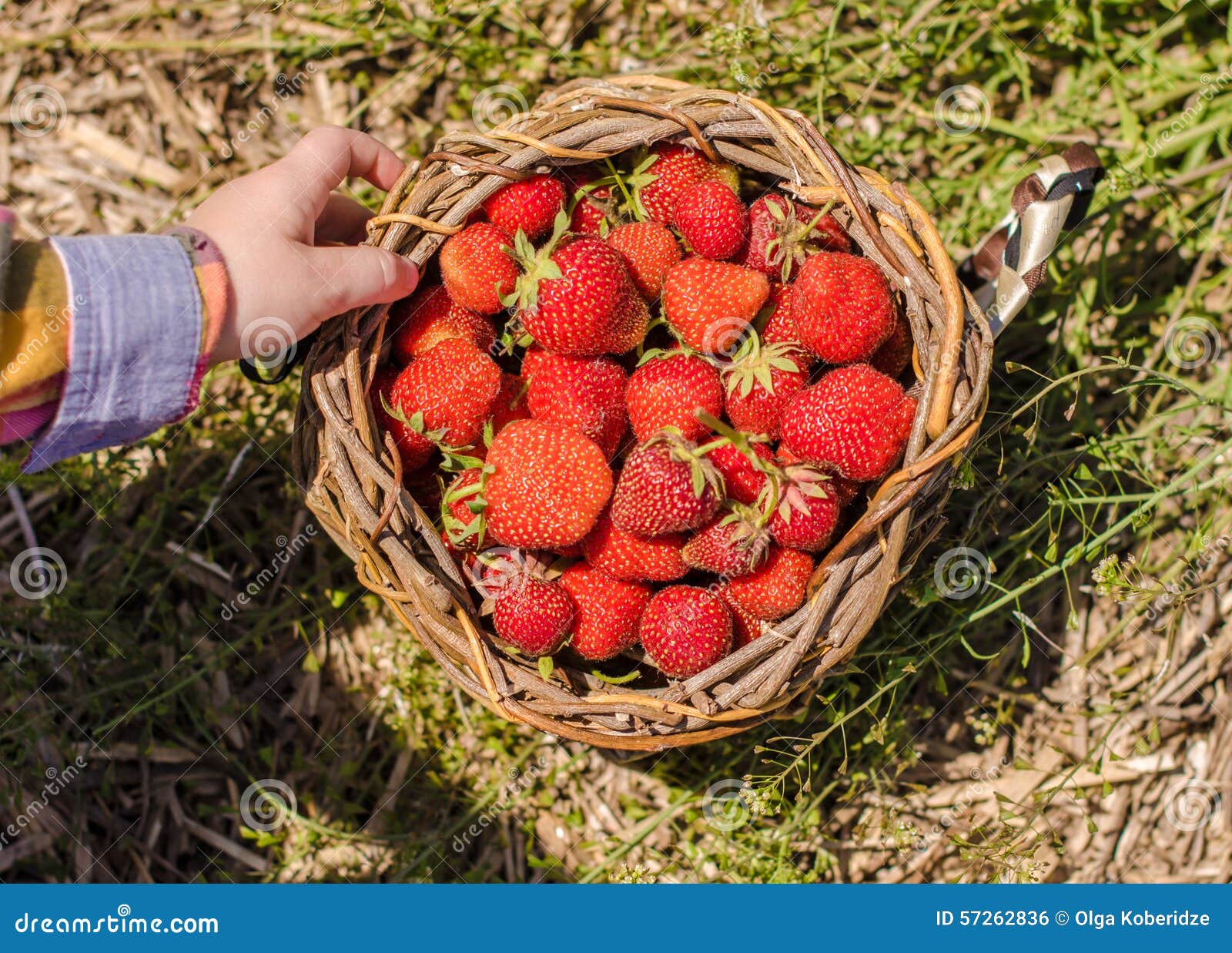 Strawberries in the basket stock photo. Image of farming - 57262836