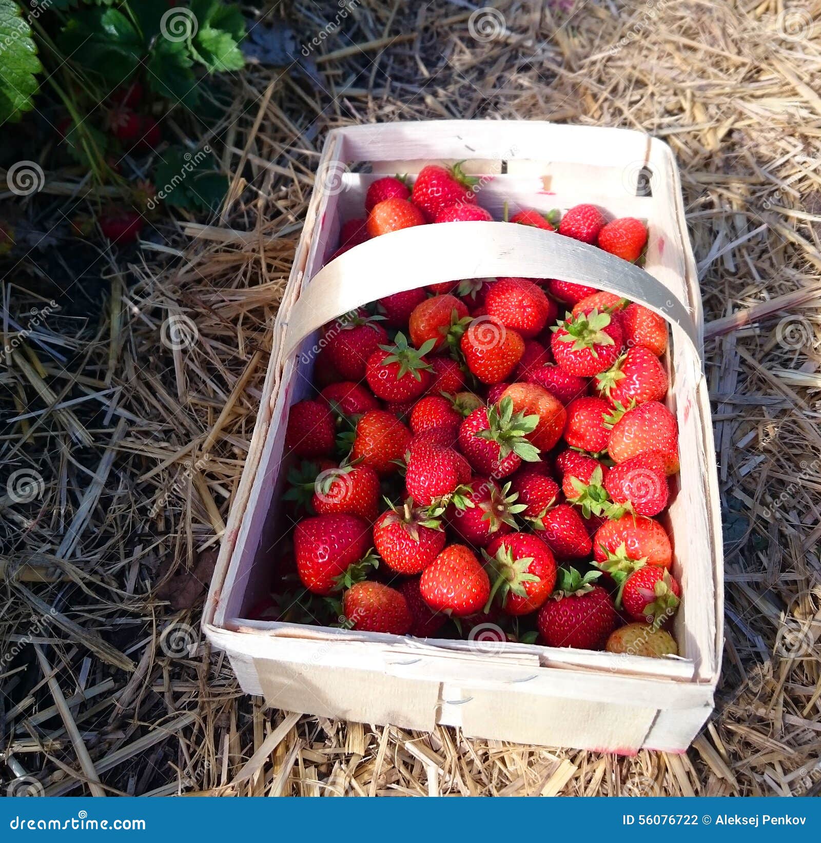 Strawberries in a basket stock photo. Image of berry - 56076722