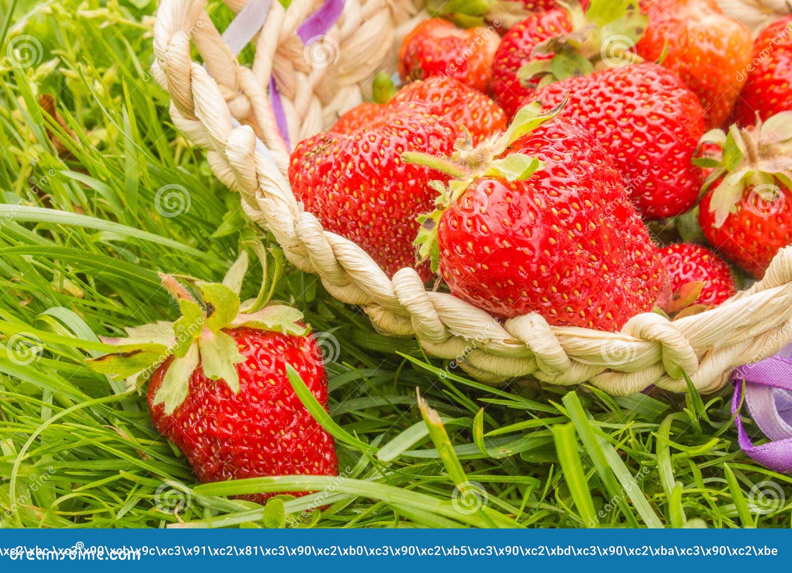 Strawberries in the Basket. Stock Image - Image of vitamins, berry ...