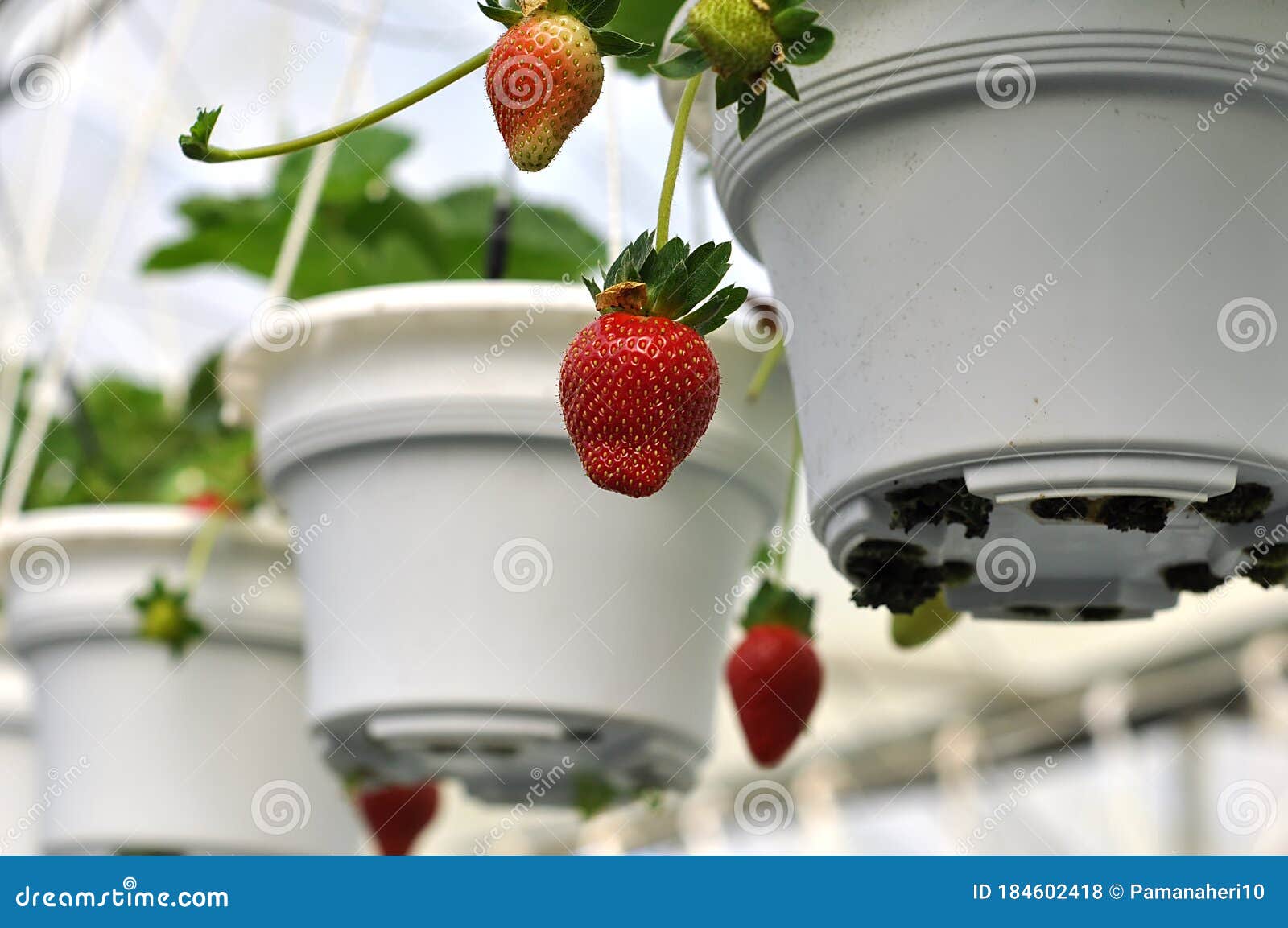 Strawberries Being Grown Irrigation Stock Photo - Image of grown, house ...
