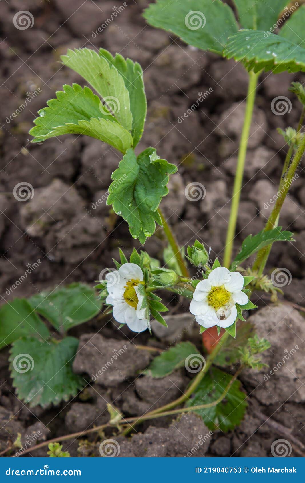 Strawberries Bloom in Spring, Summer Will Be Sweet Berries Stock Image ...