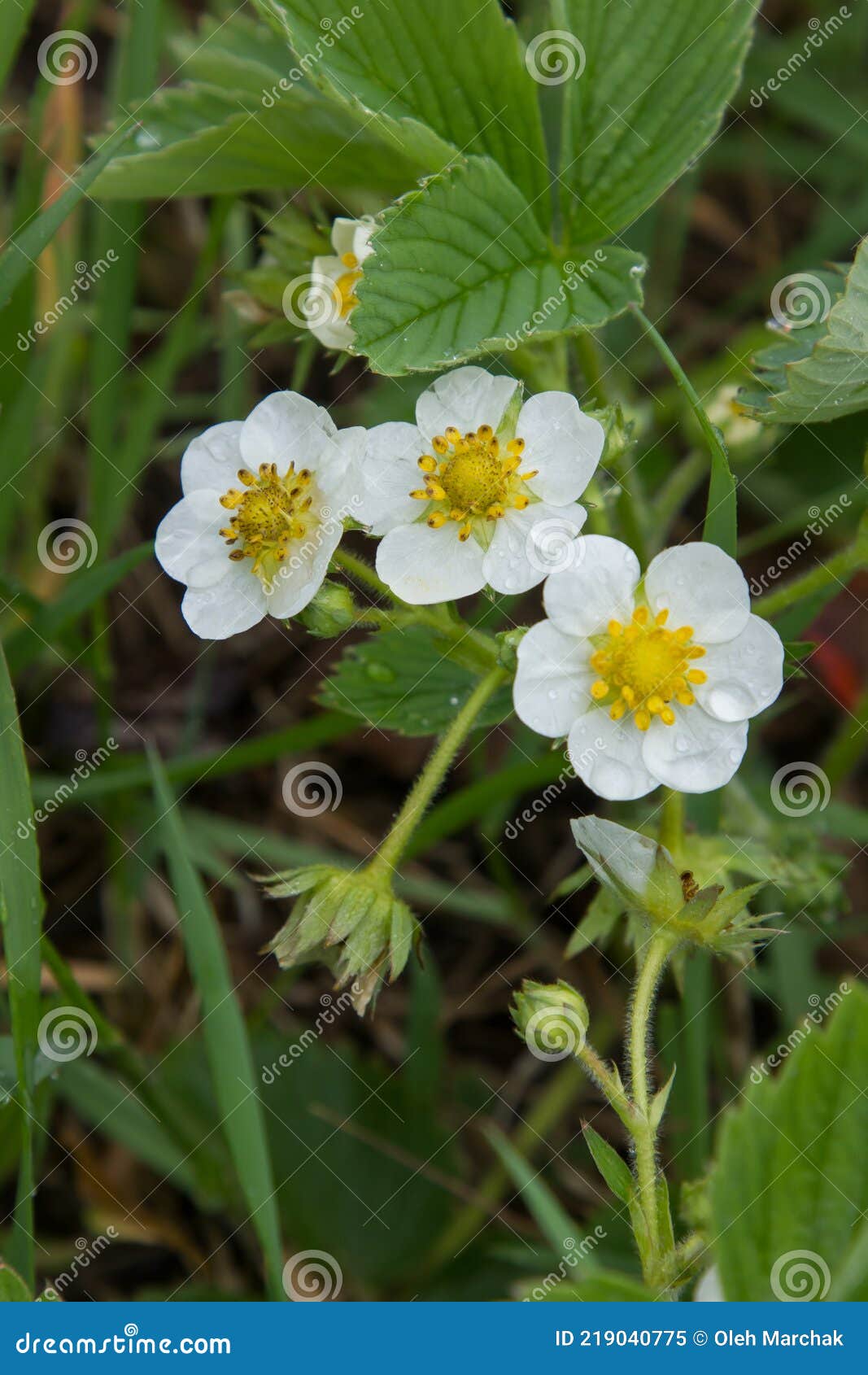 Strawberries Bloom in Spring, Summer Will Be Sweet Berries Stock Image ...