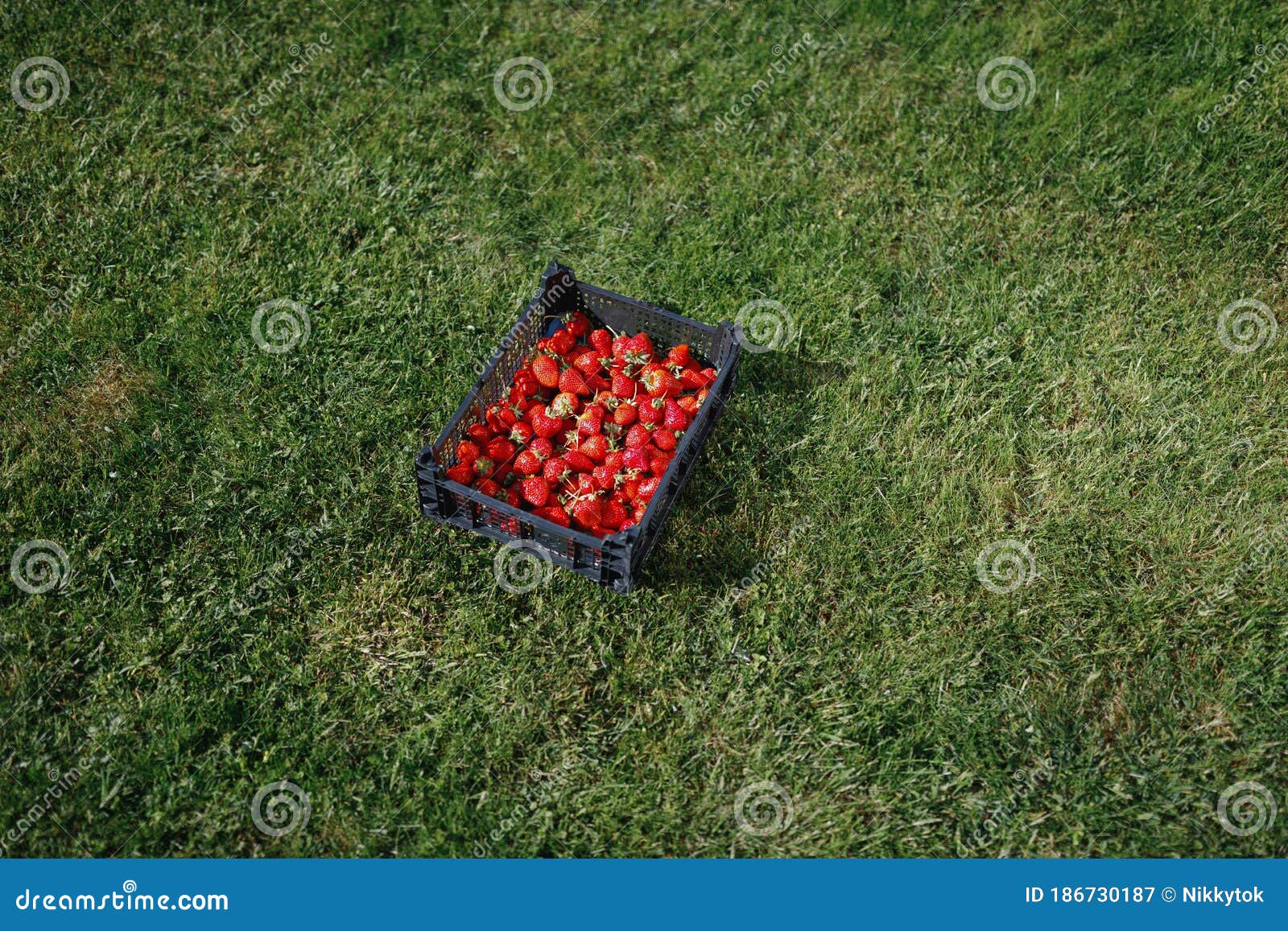 Strawberries Box on Green Lawn Background Stock Image - Image of nature ...