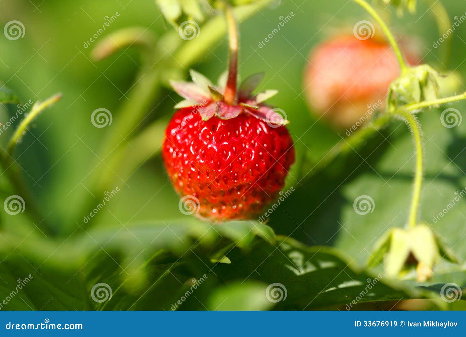 Strawberries on branch stock image. Image of closeup - 33676919