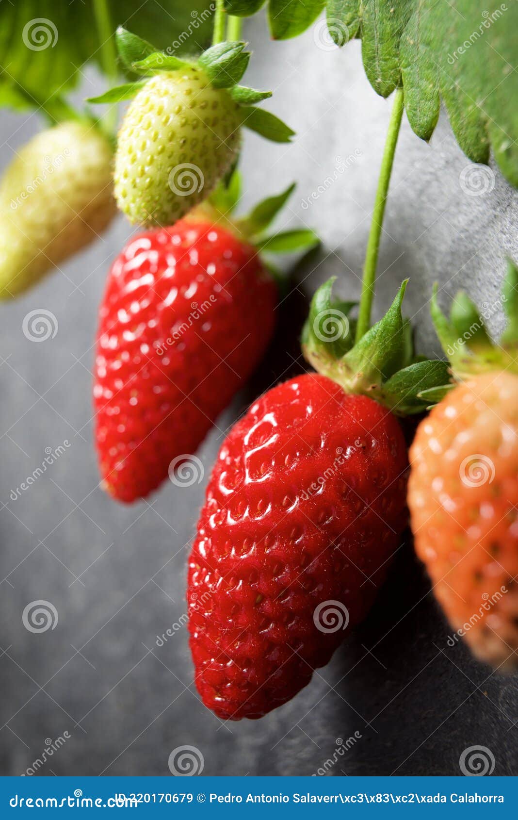 Strawberries close up stock image. Image of agriculture - 220170679