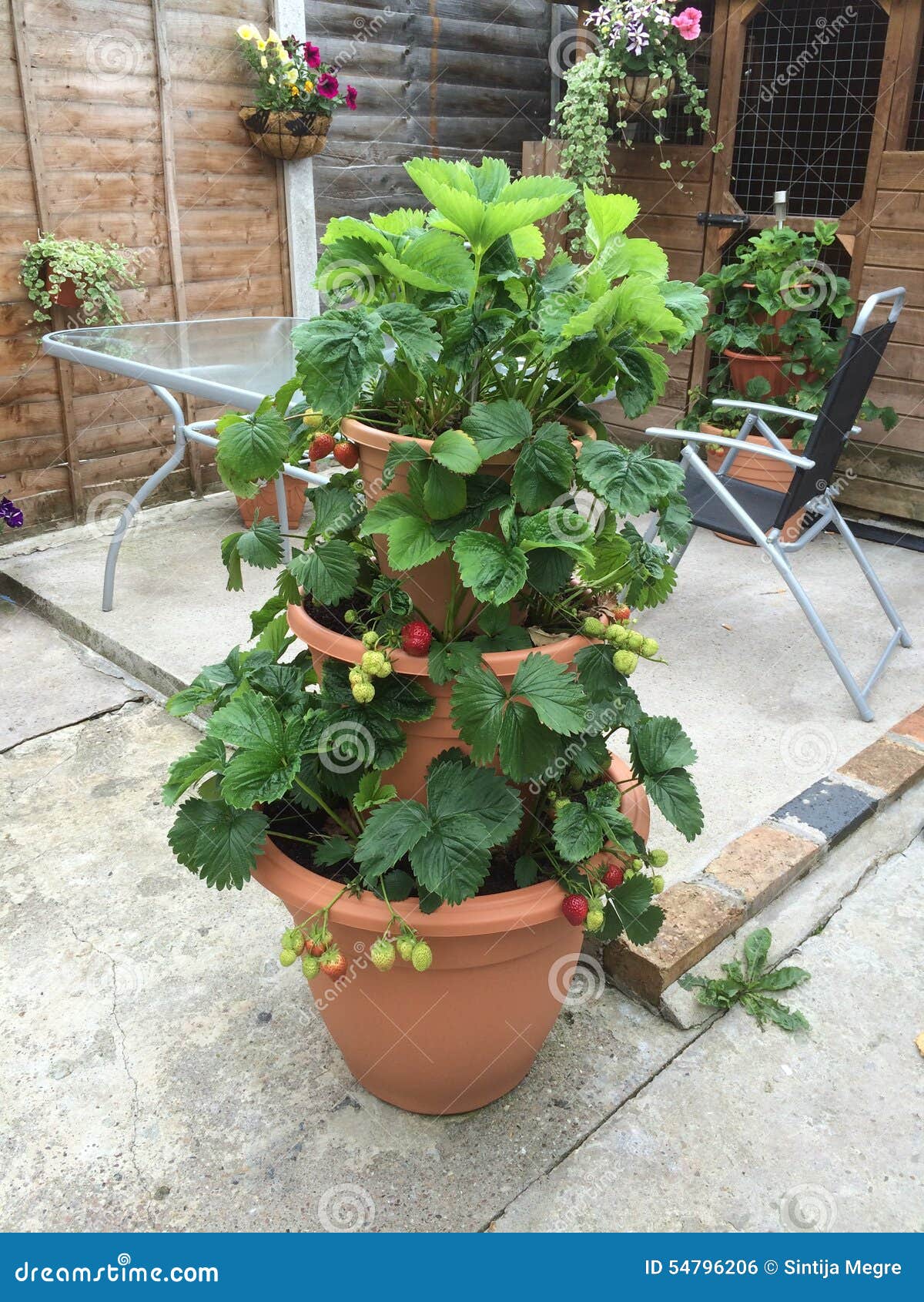 Strawberries stock photo. Image of rest, strawberries - 54796206