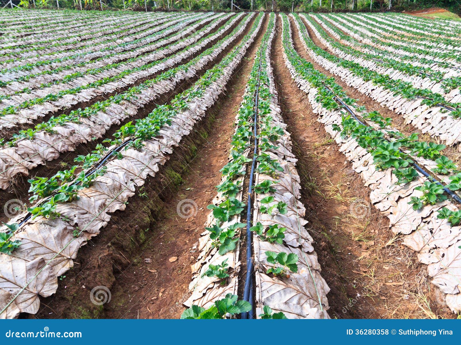 Strawberries farm stock photo. Image of foliage, farm - 36280358