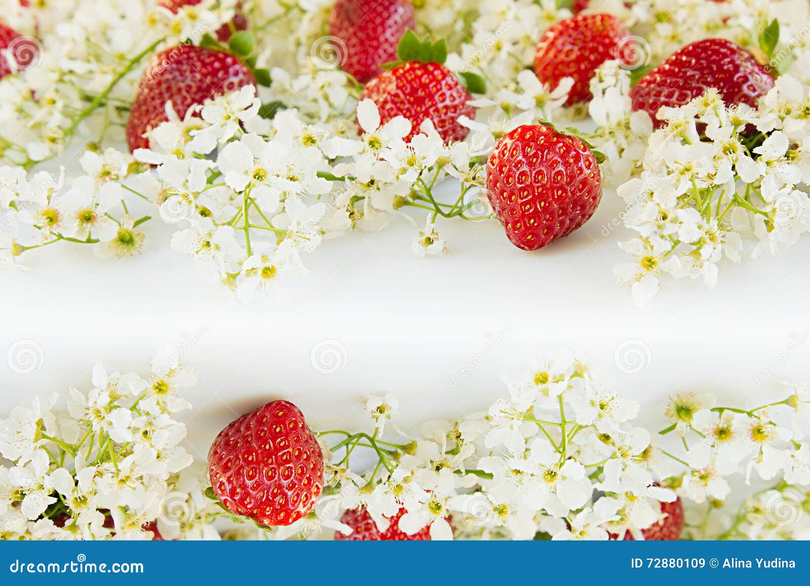 Strawberries with Flowers of Bird Cherry on a White Background. Sunny ...