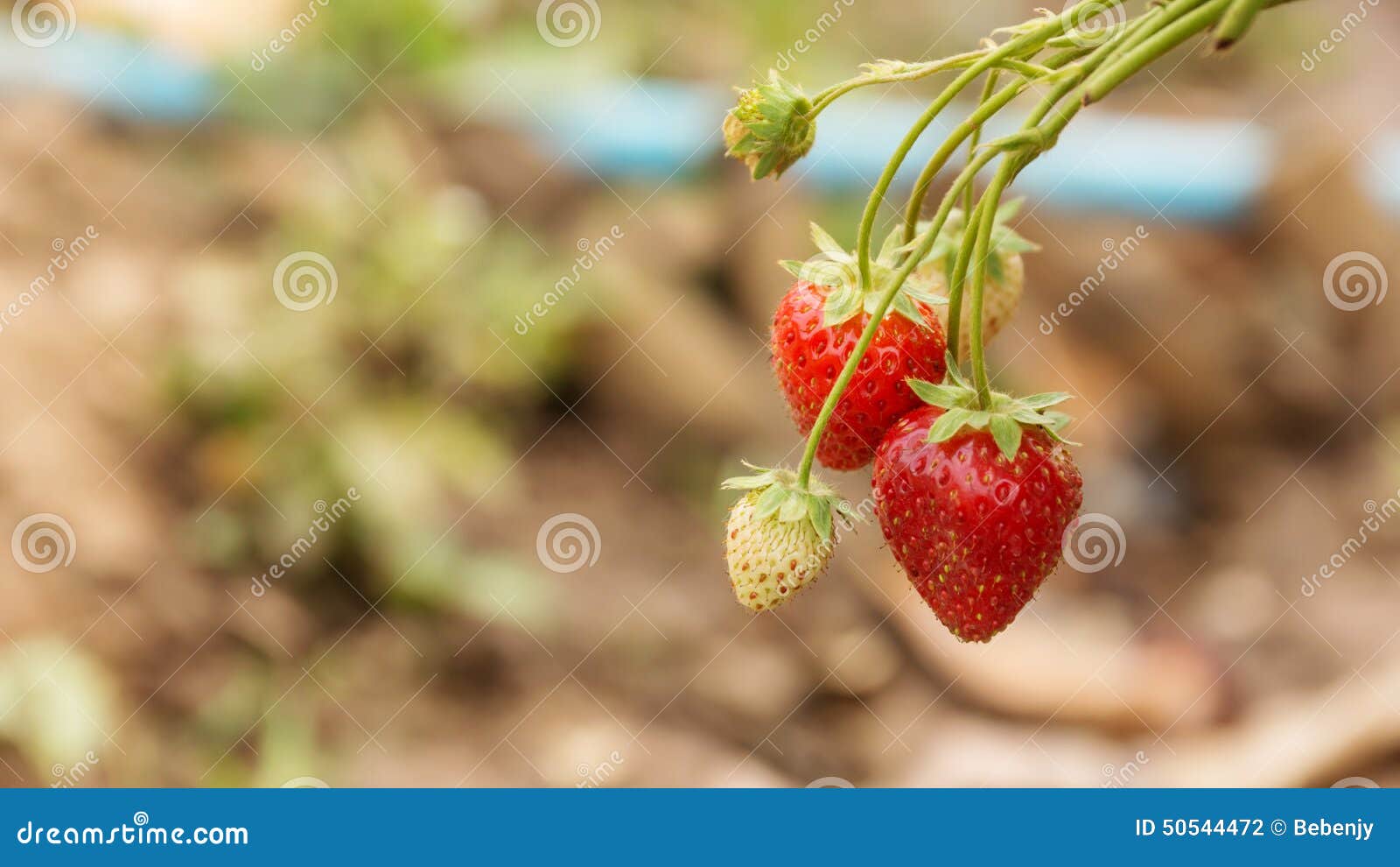 Strawberries stock photo. Image of growing, leaf, grow - 50544472