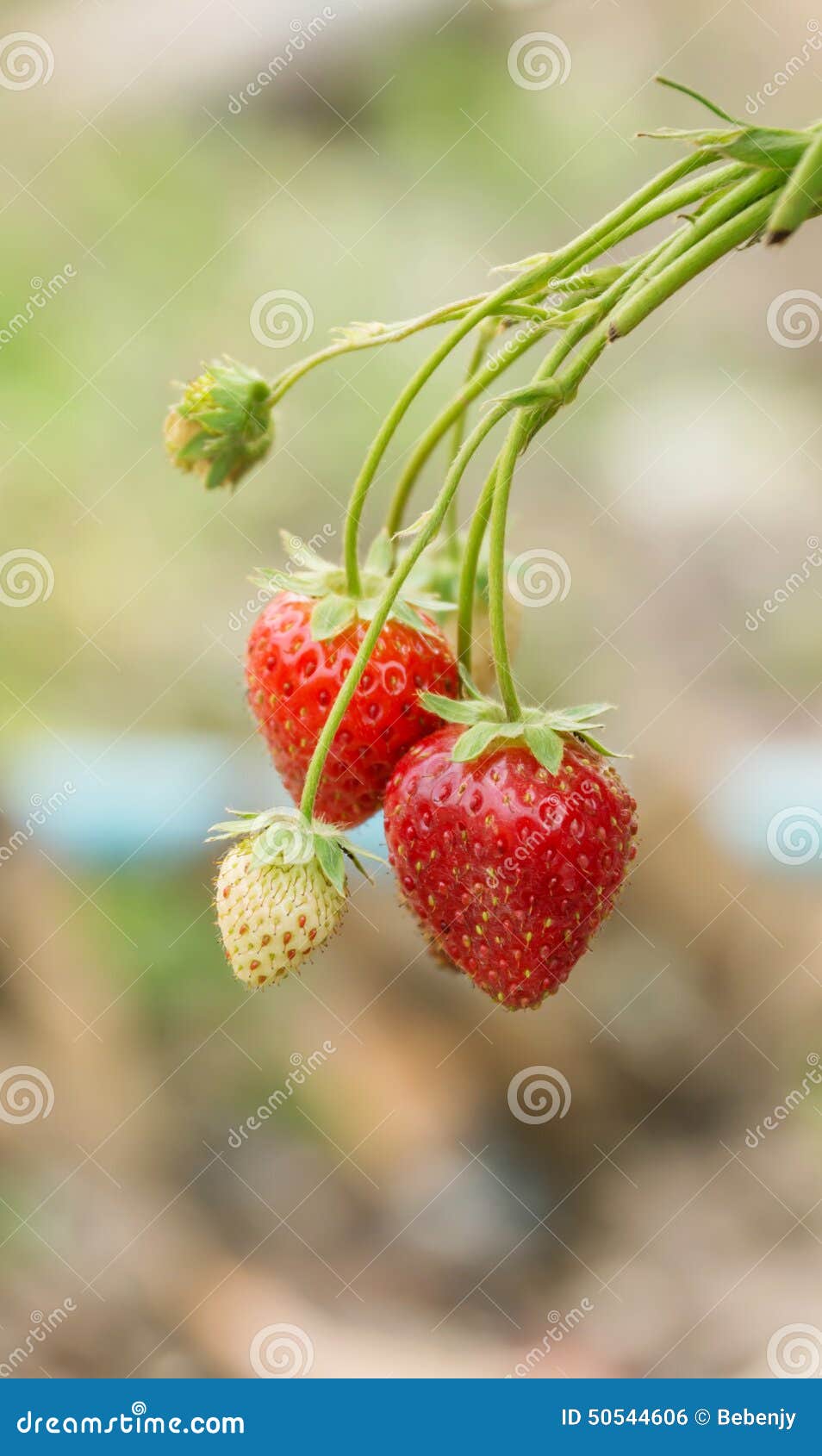 Strawberries stock photo. Image of farm, food, fresh - 50544606