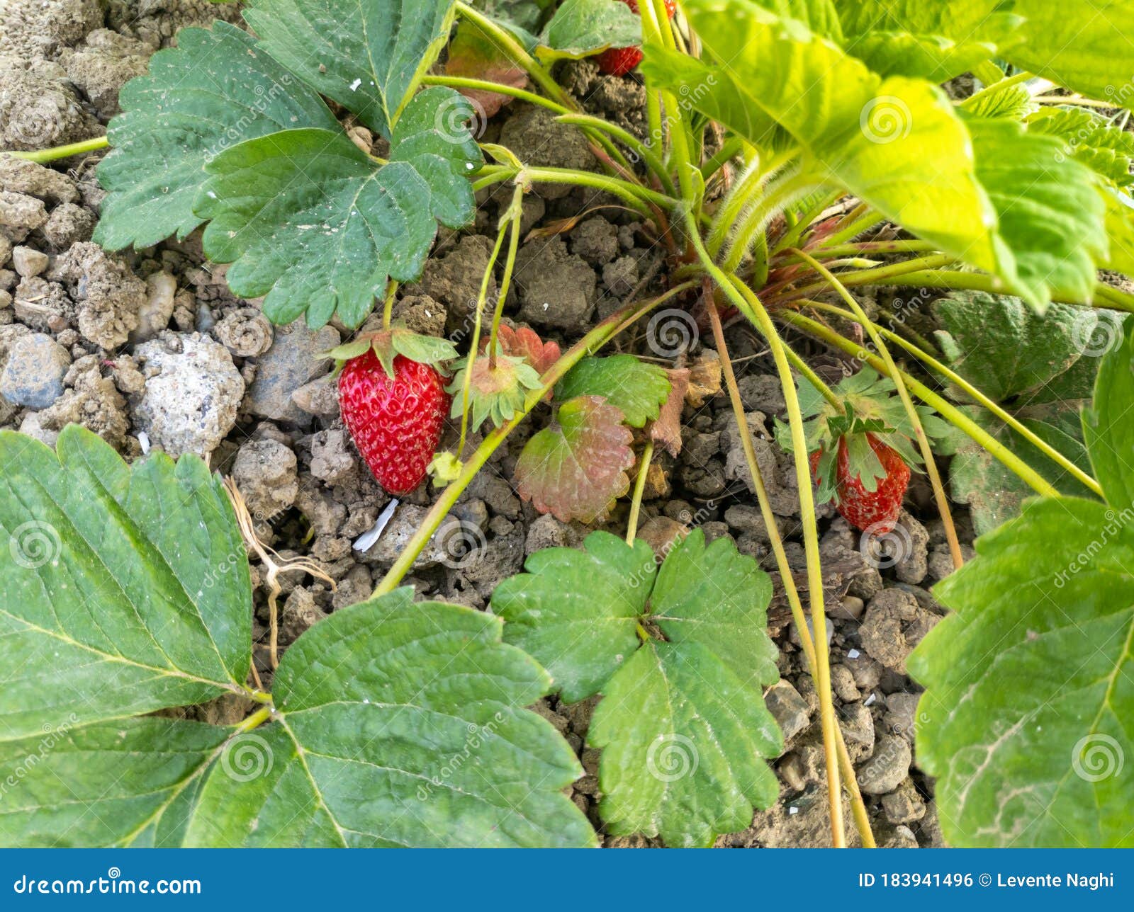Bio strawberry plantation stock photo. Image of produce - 183941496