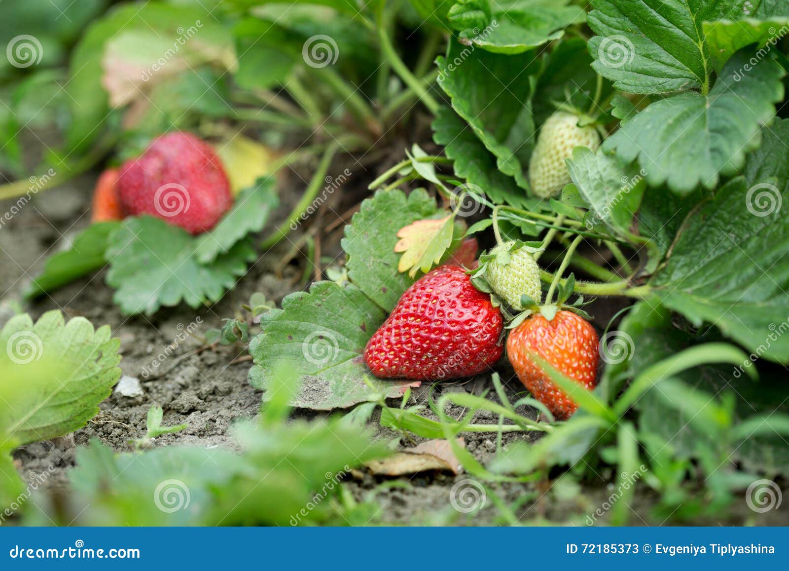 Strawberries in the garden stock image. Image of healthy - 72185373