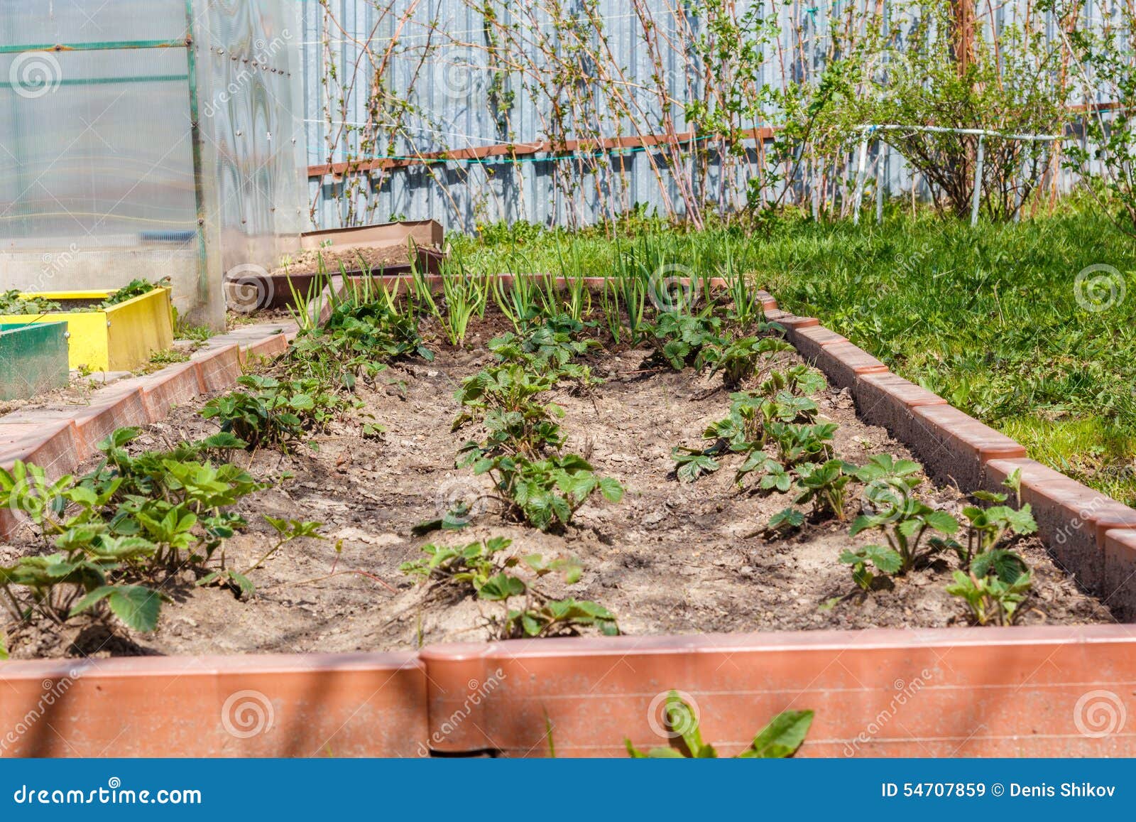 Strawberries and Garlic in Seedbed Stock Image - Image of environment ...