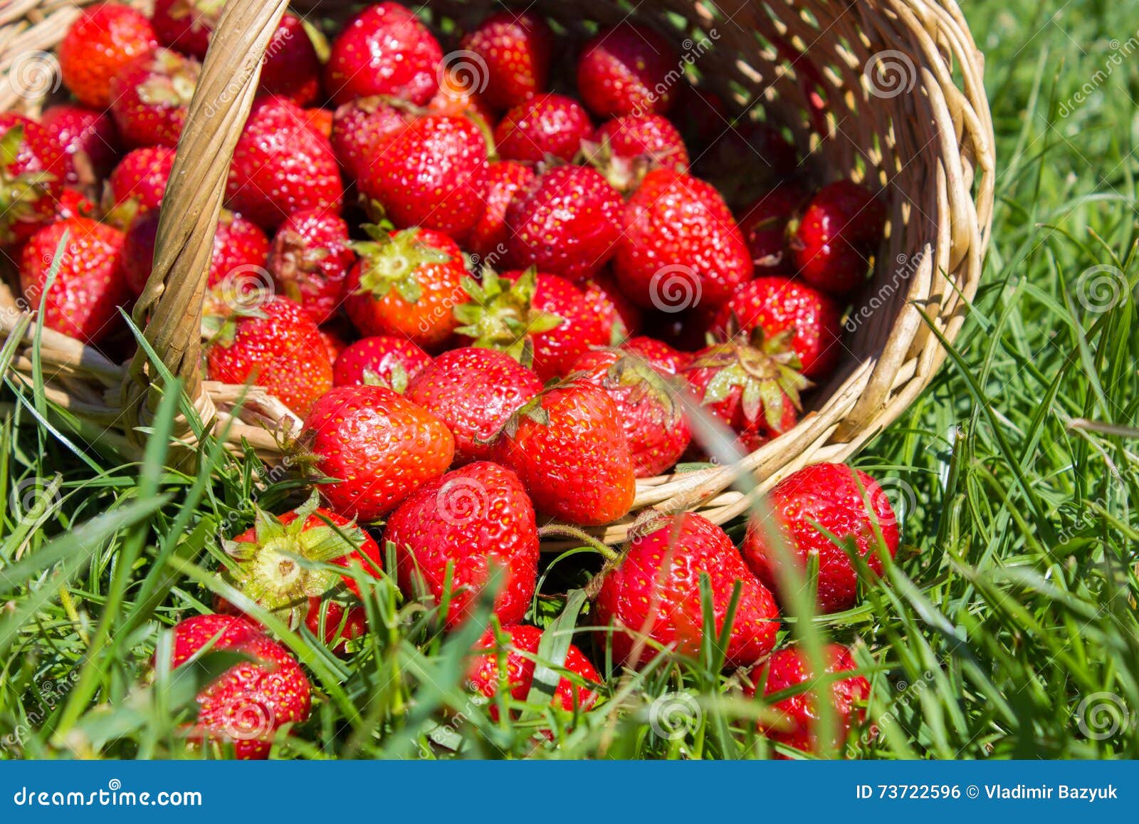 Strawberries on the grass stock photo. Image of grass - 73722596