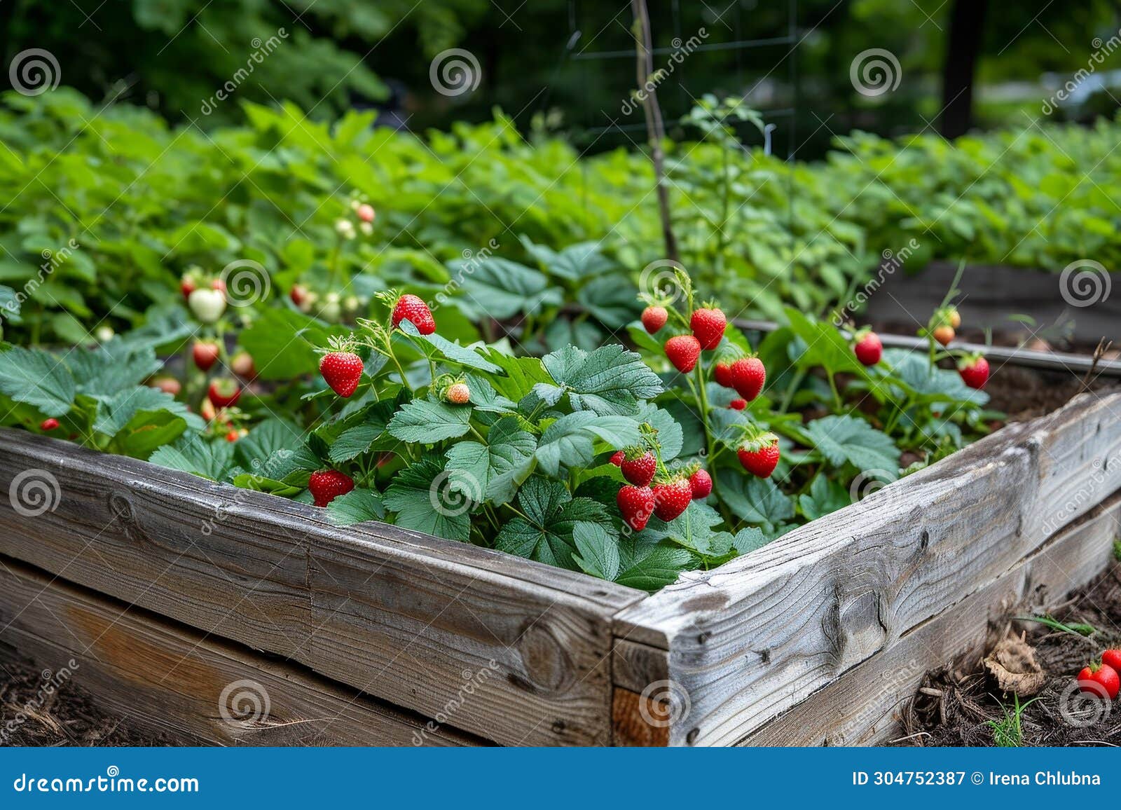 Strawberries Grow in the Garden in a Raised Bed Stock Illustration ...