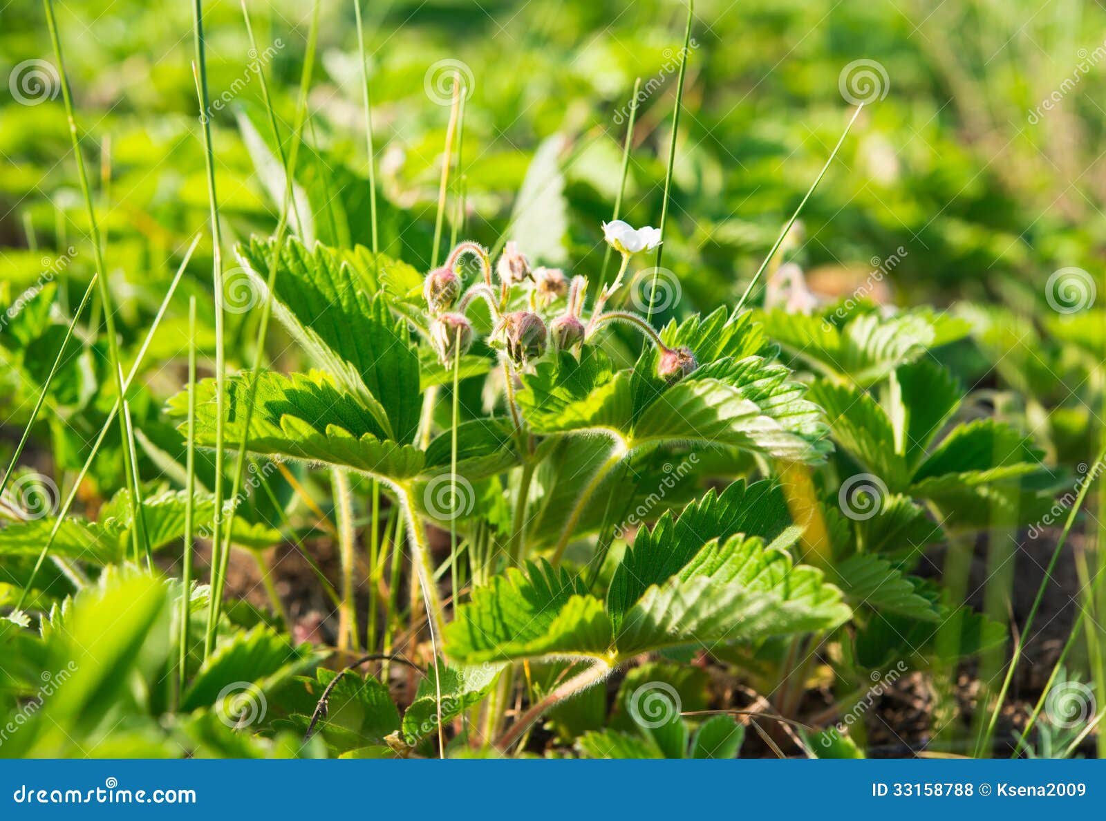 Strawberries growing stock photo. Image of inflorescence - 33158788
